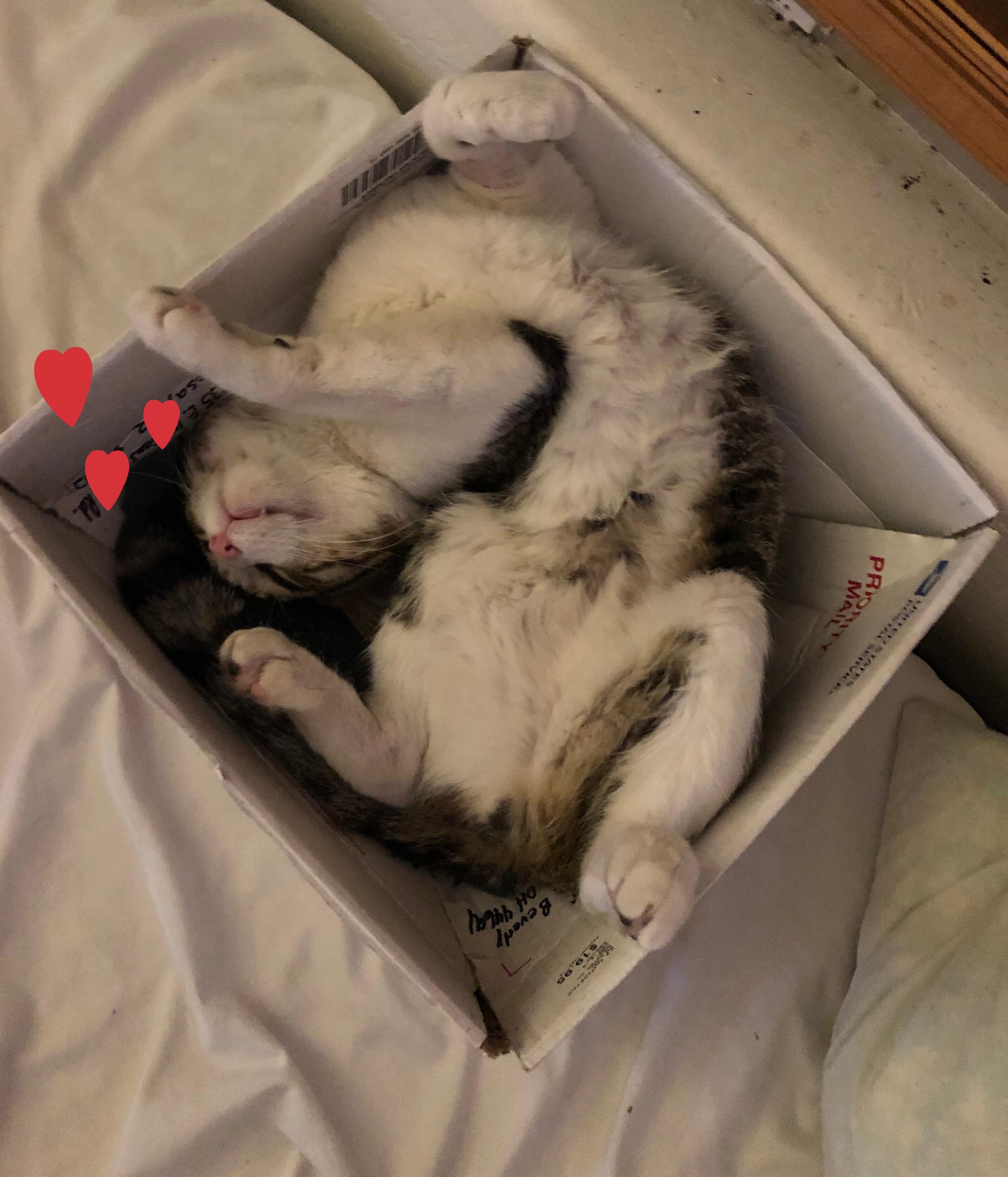 My boy loves his boxes!! (reupload to cover personal info) | Scrolller