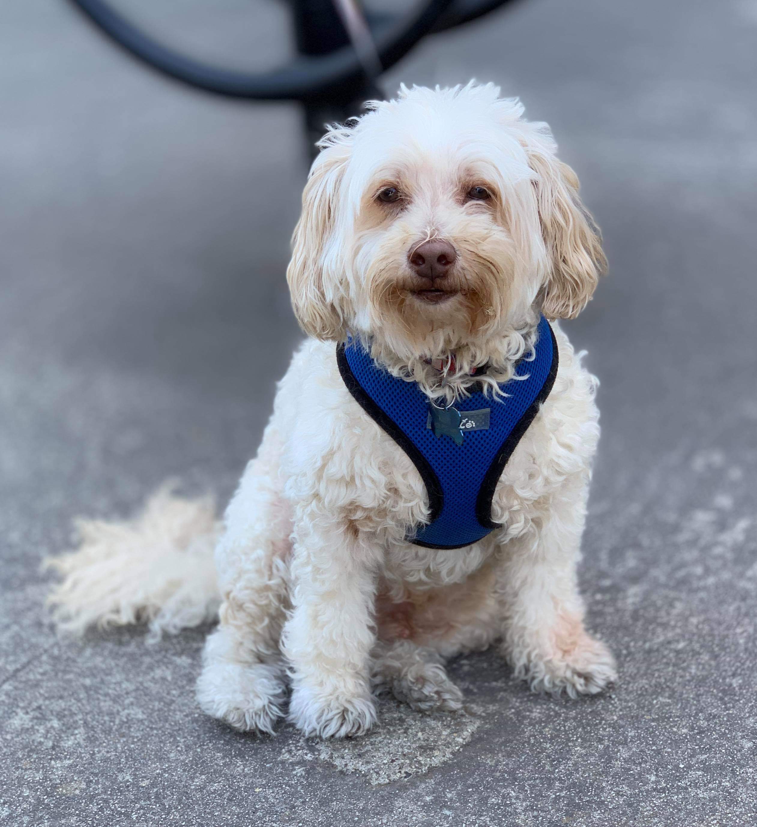 My boy Riley looking regal | Scrolller