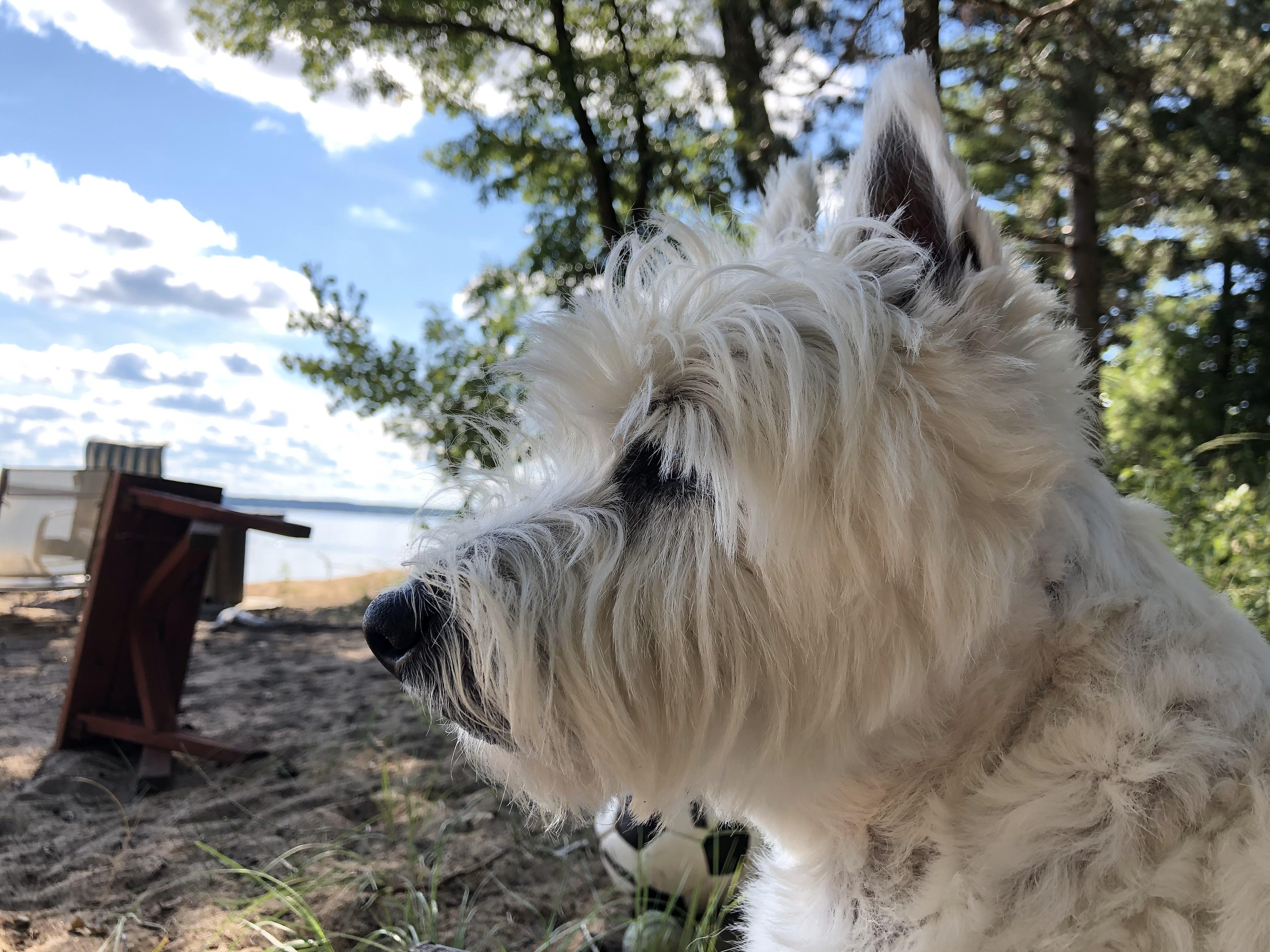 My boy, Scruffy, enjoying the lakeside views in Minnesota | Scrolller