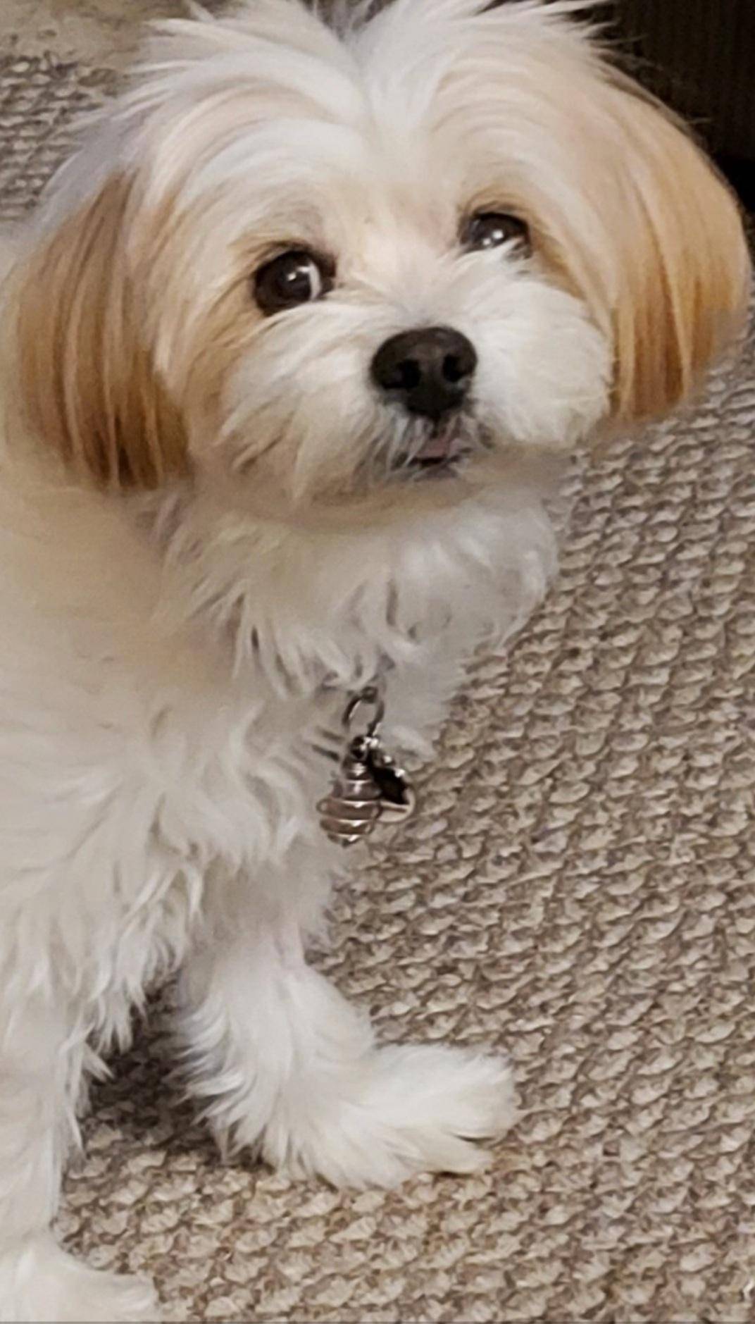 My Boy With His Tongue Out After A Nap | Scrolller