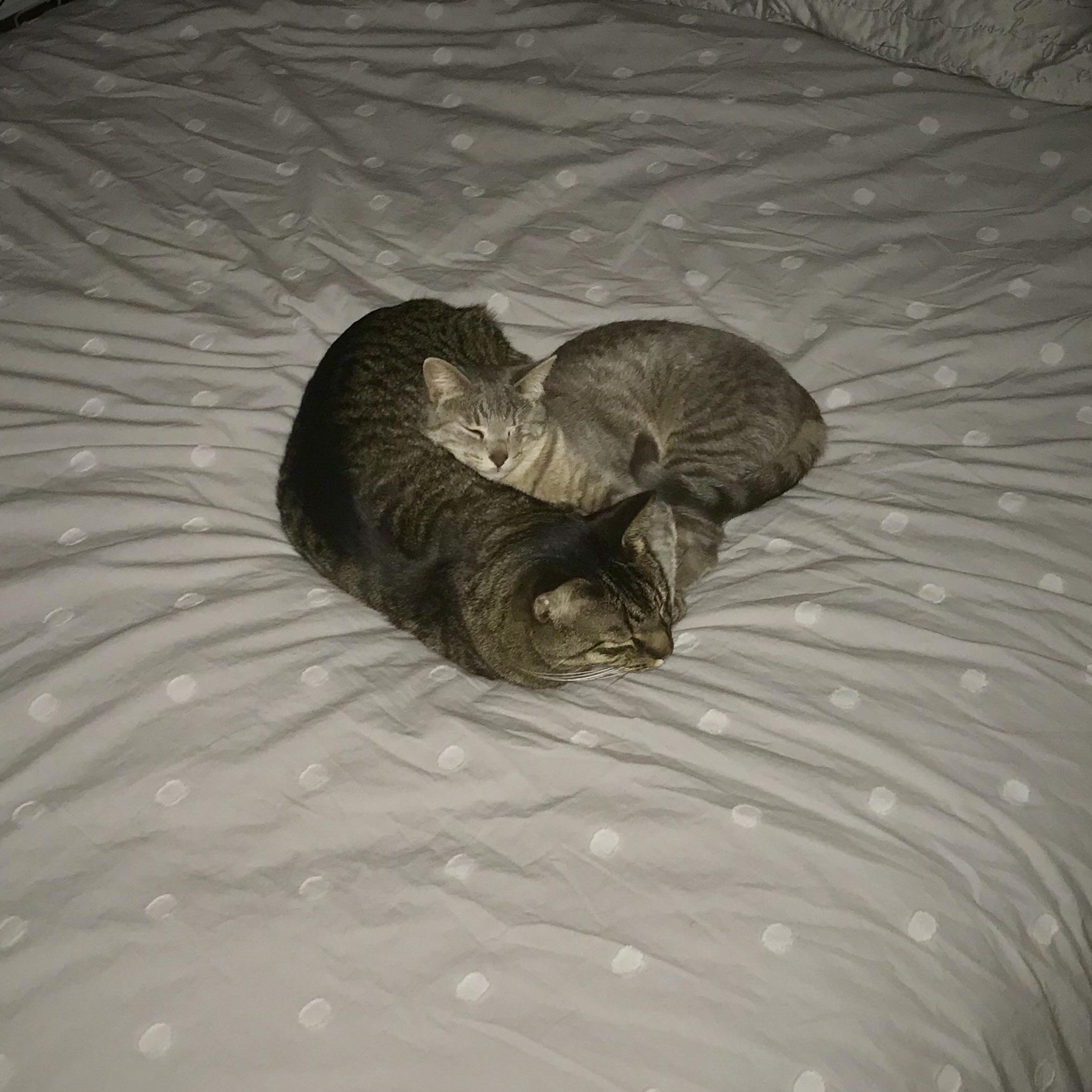 My boys made a heart while cuddling the other night 💙 | Scrolller