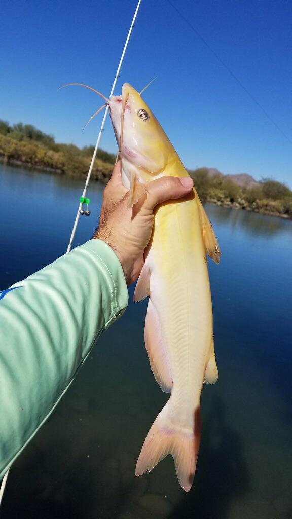 Beautiful Catfish | Scrolller