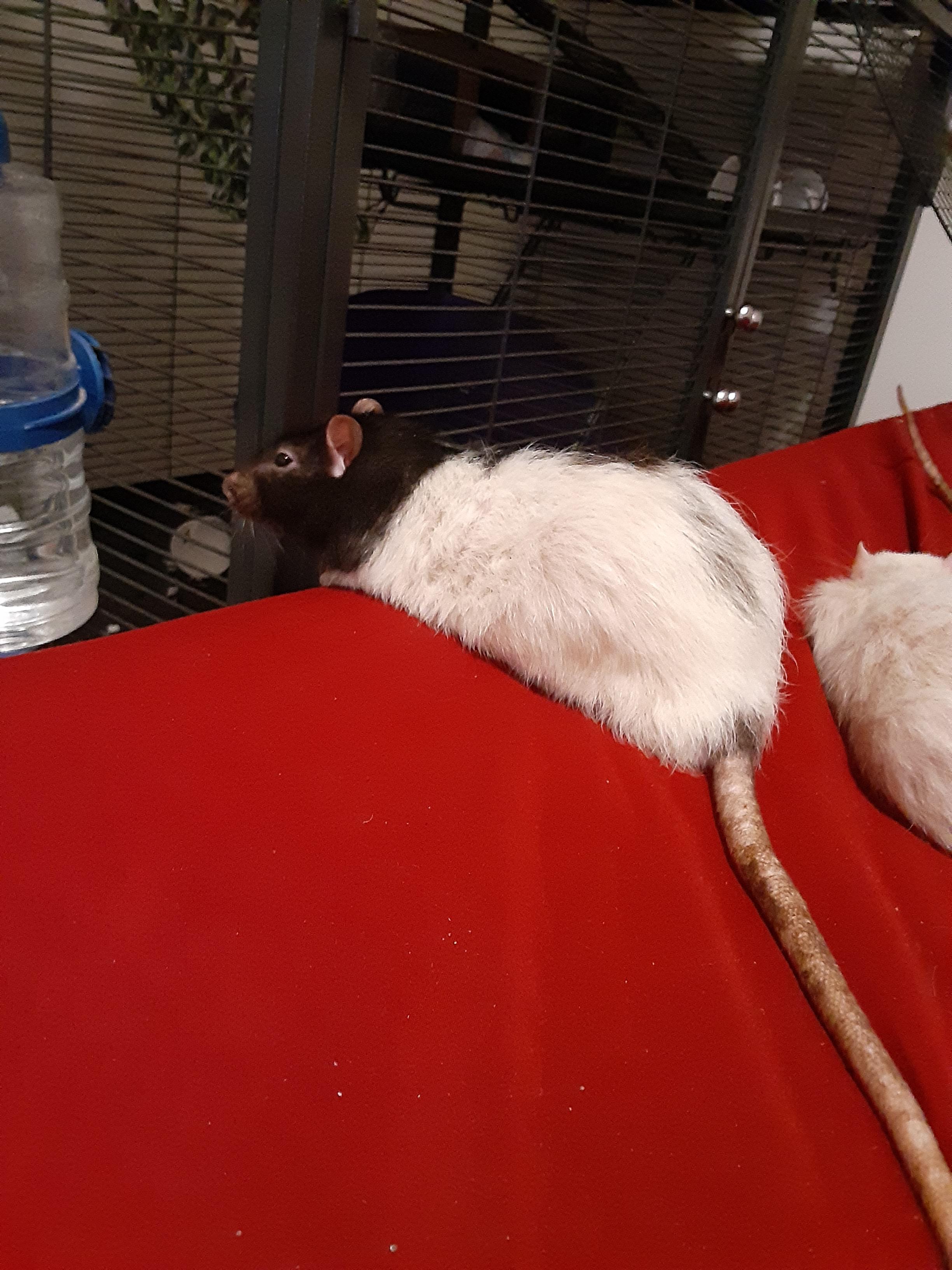 My butthead Sab looking so majestic. I love this goofy boy. | Scrolller