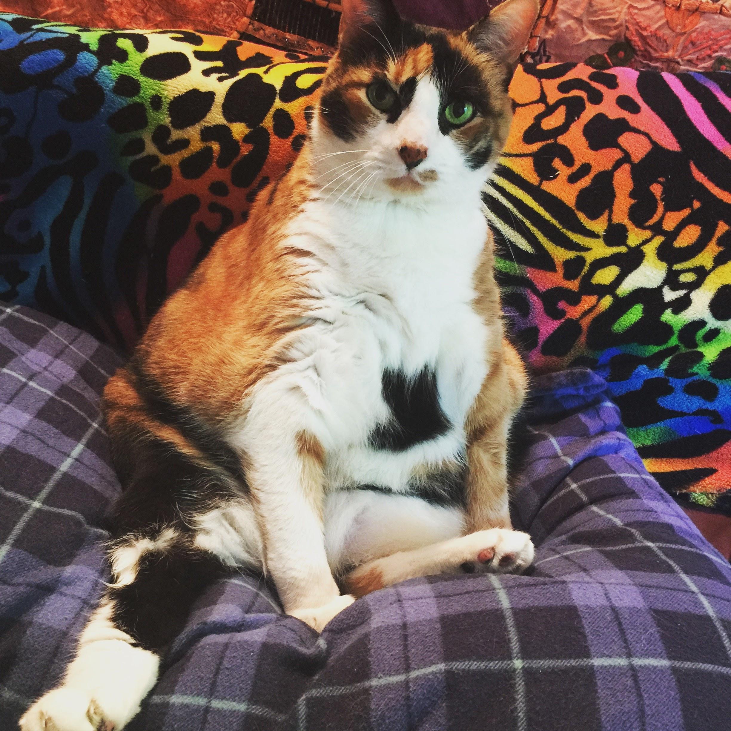 My calico princess | Scrolller