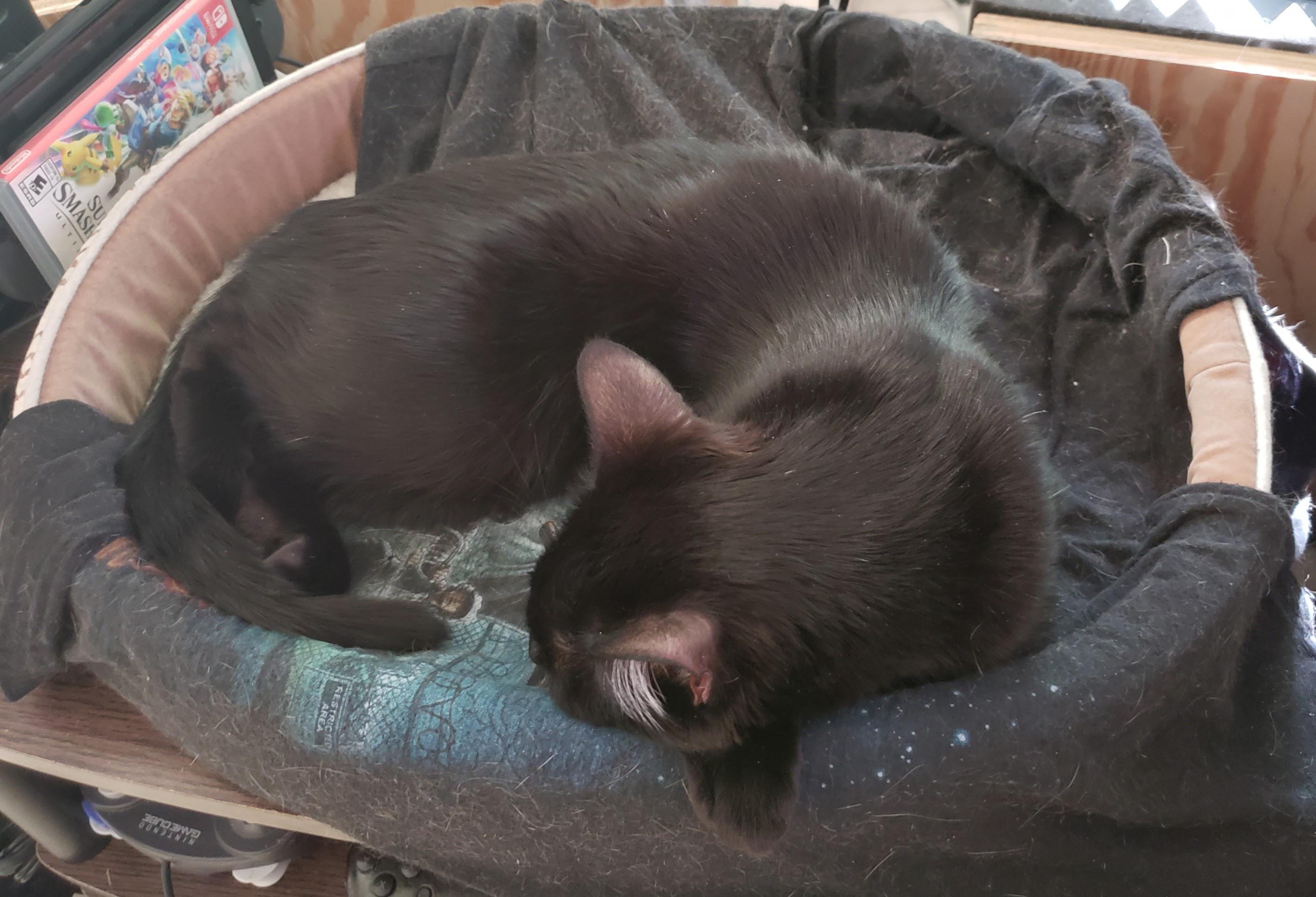 My cat bending at two right angles | Scrolller