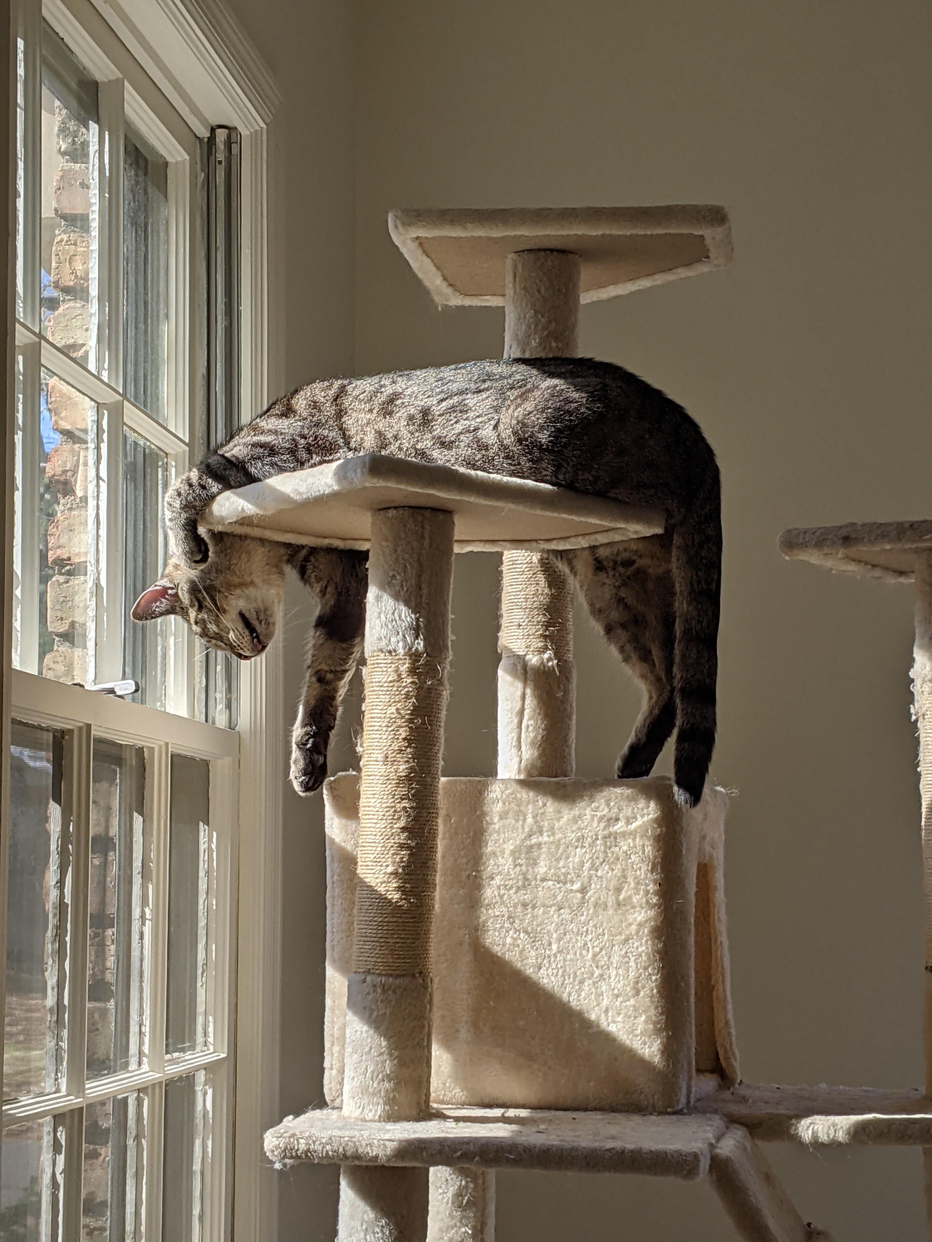 My cat fell asleep like this today | Scrolller