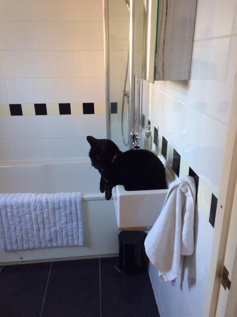 My cat Ilia likes the bathroom sink | Scrolller