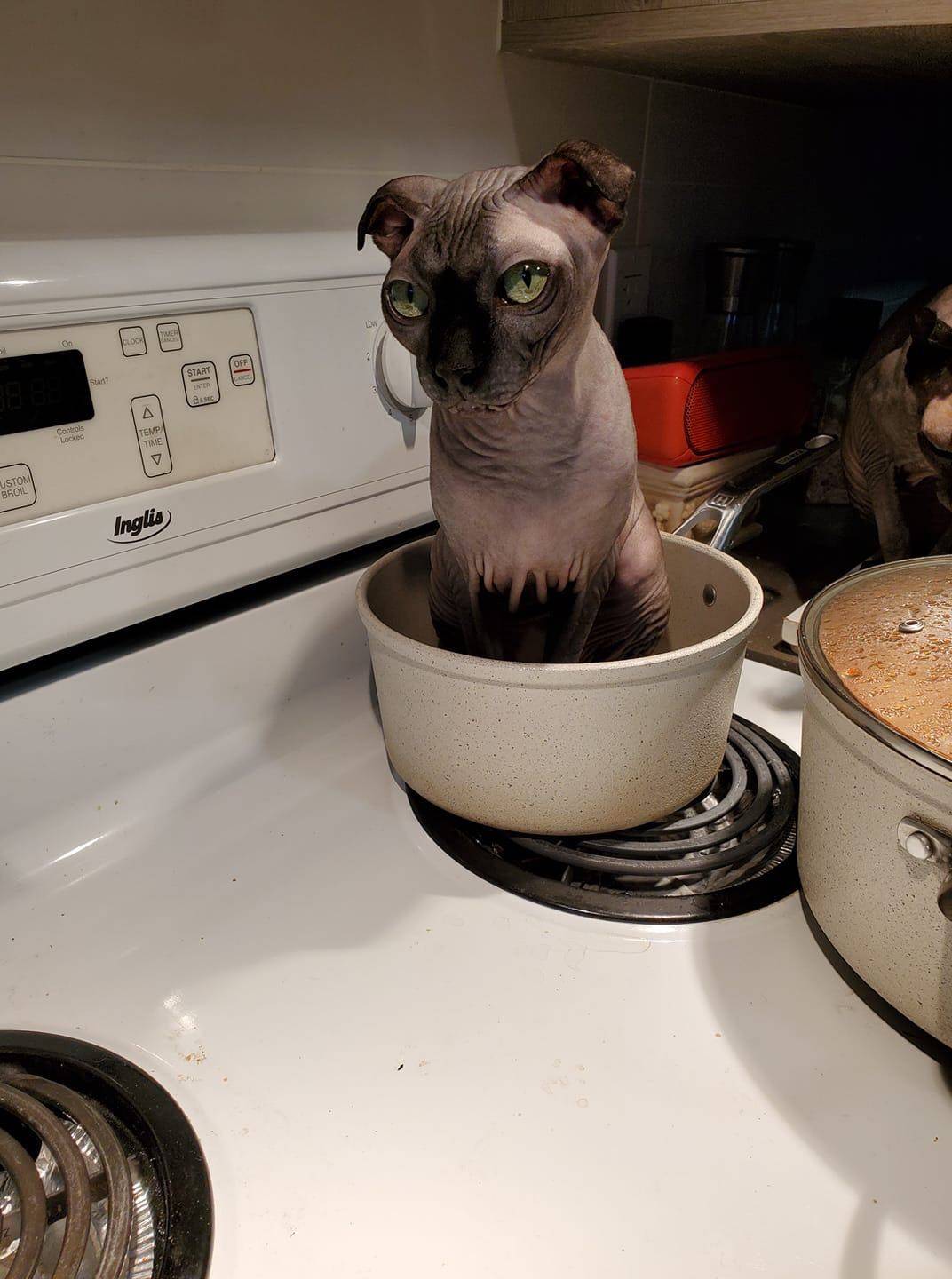 My cat is always potted. | Scrolller
