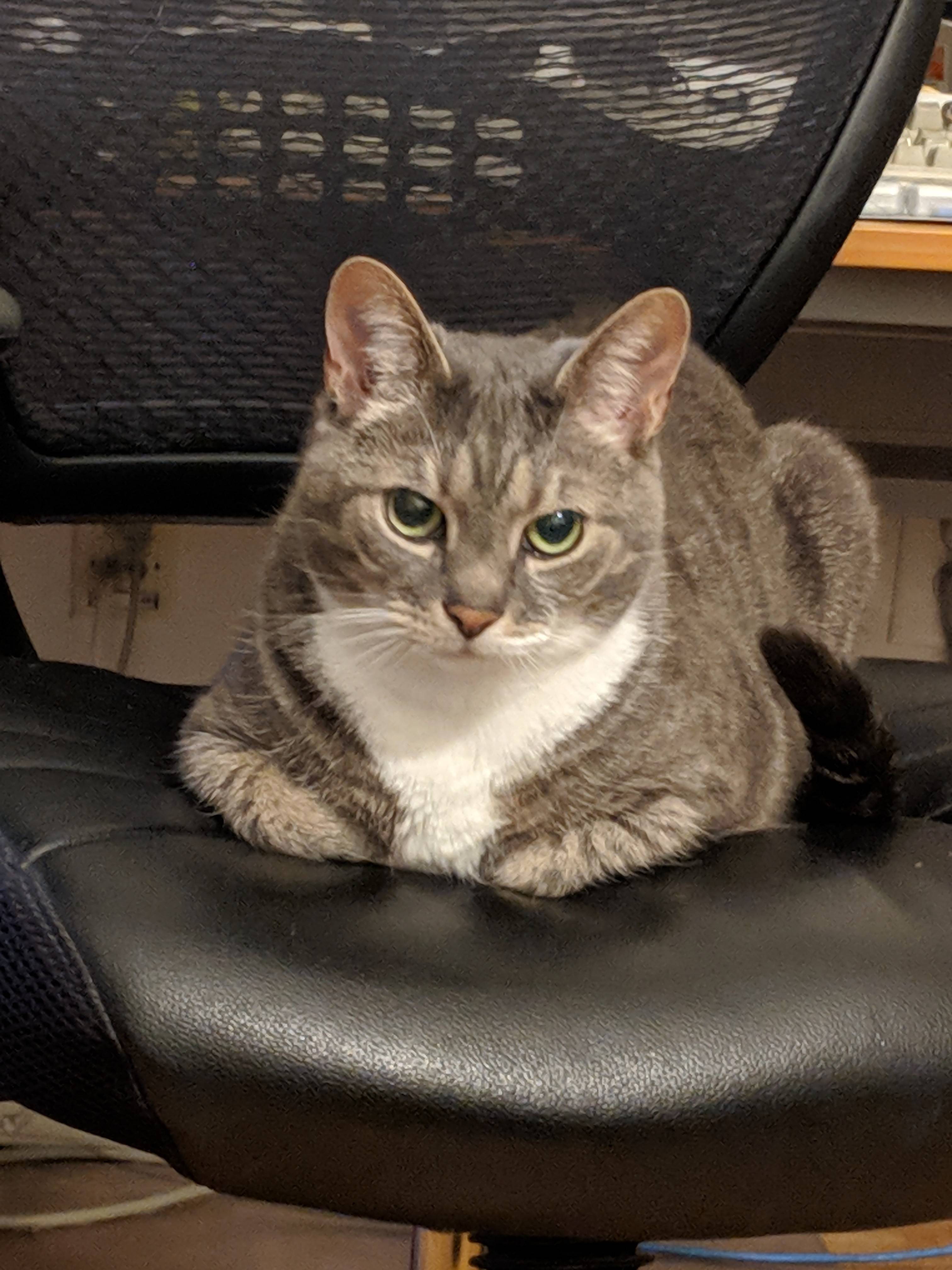 My cat loaf Mr. Darcy | Scrolller