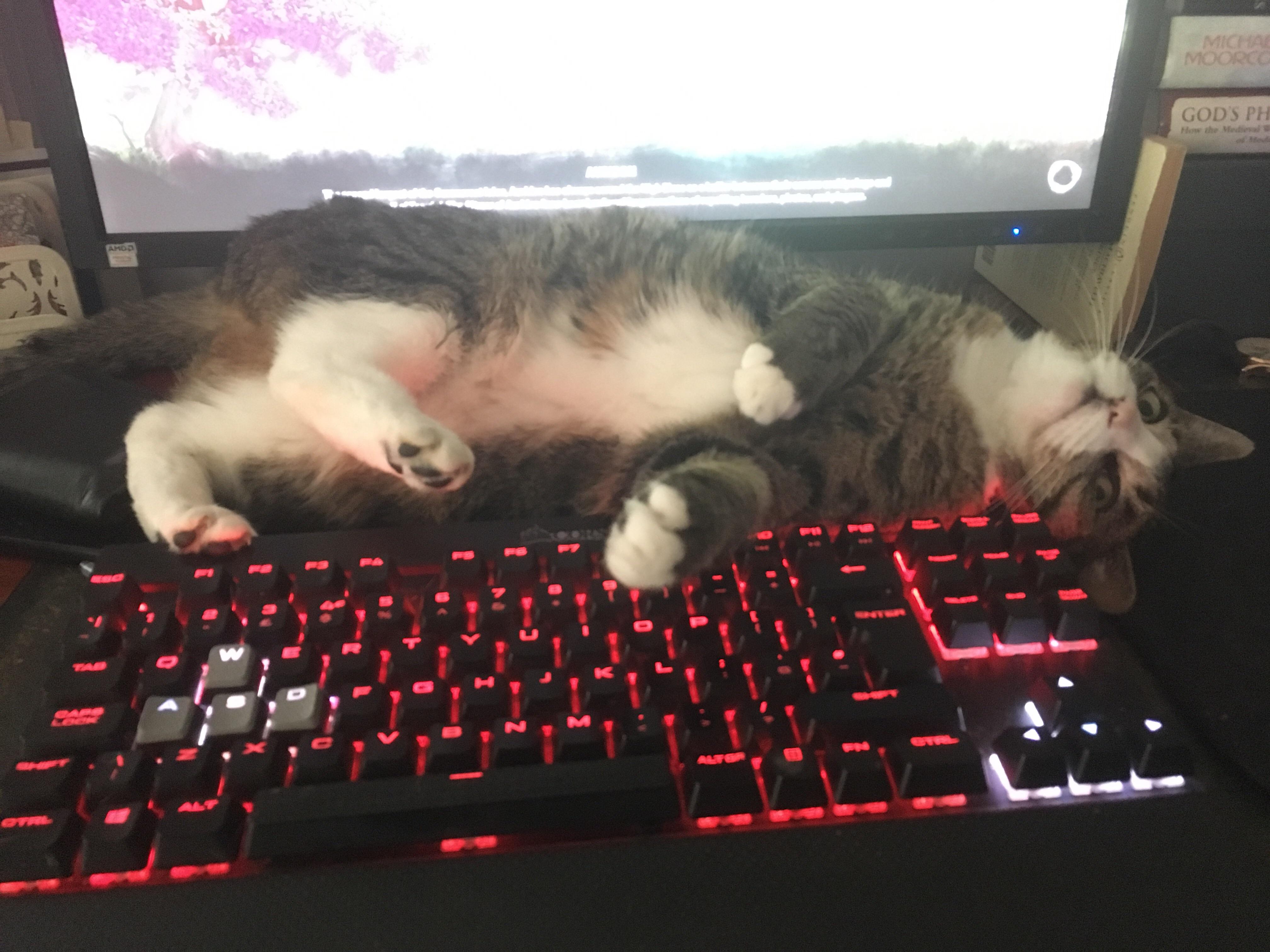 My cat wants me to stop playing with Khajiit and stroke her | Scrolller