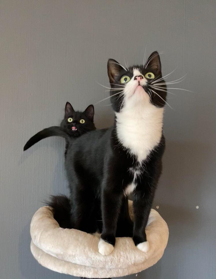 my cats idiot | Scrolller