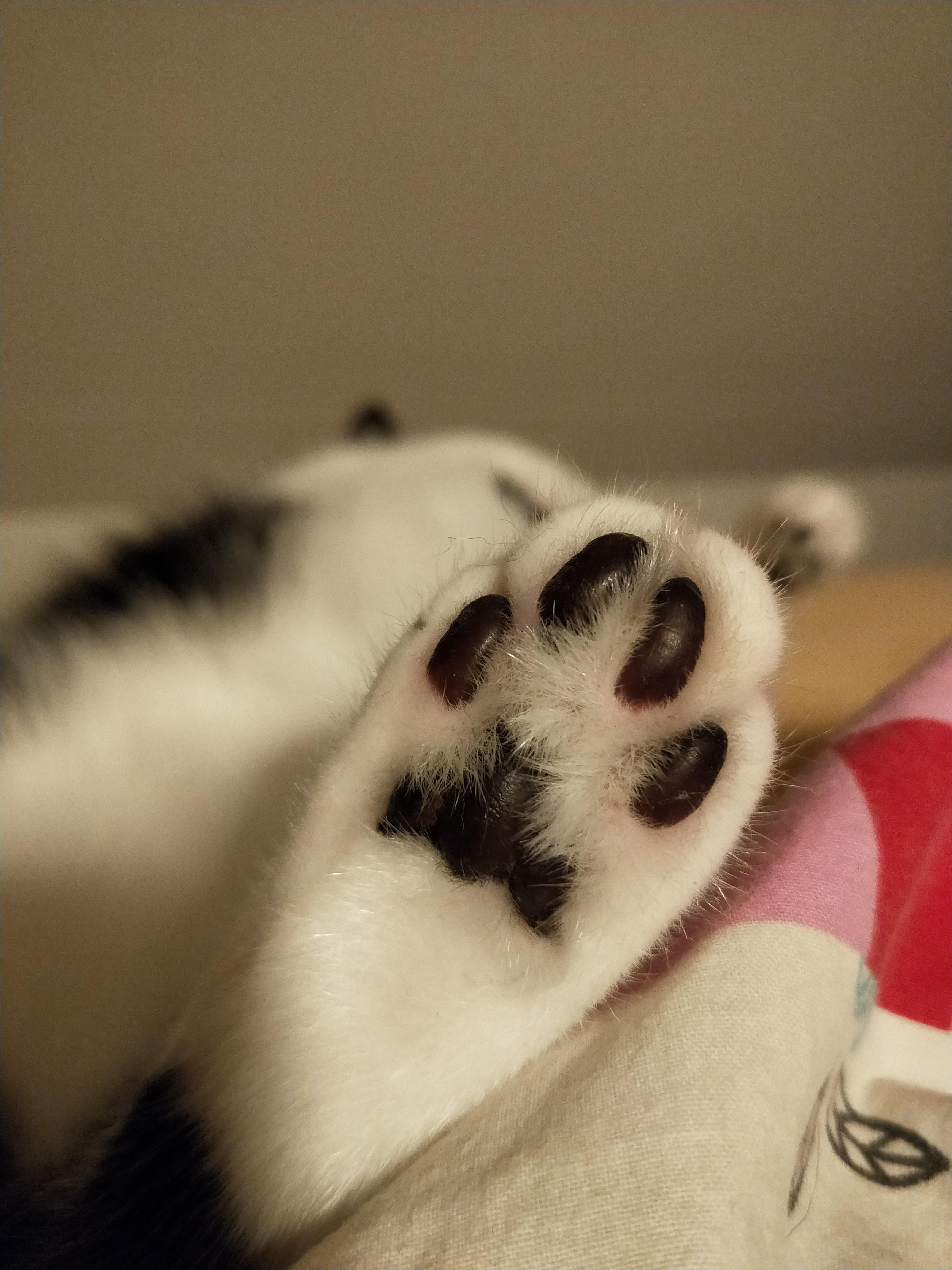 My Cats Squishy Little Toe Beans Scrolller