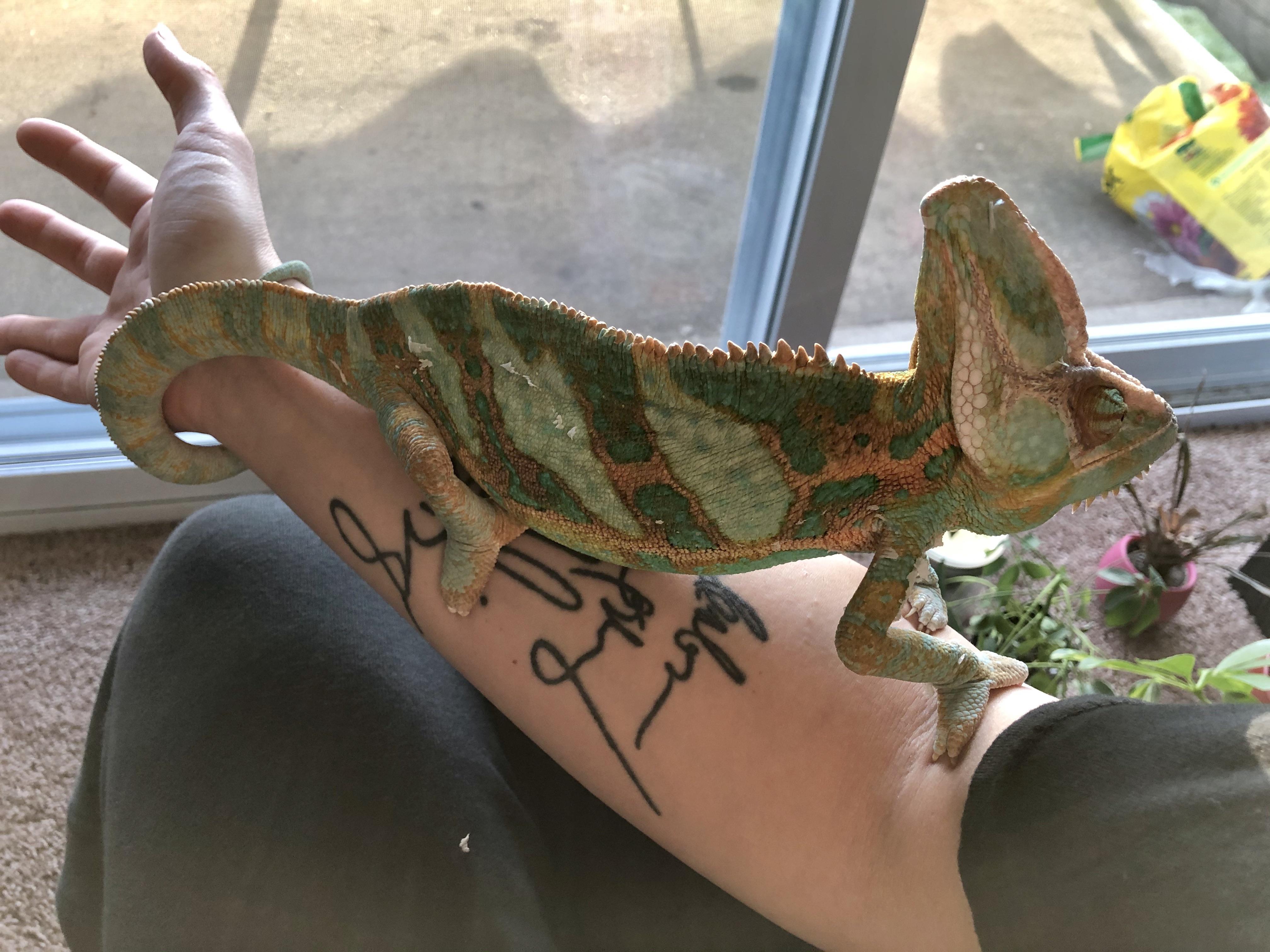 my chameleon is gosh-darn enormous. 💀 | Scrolller