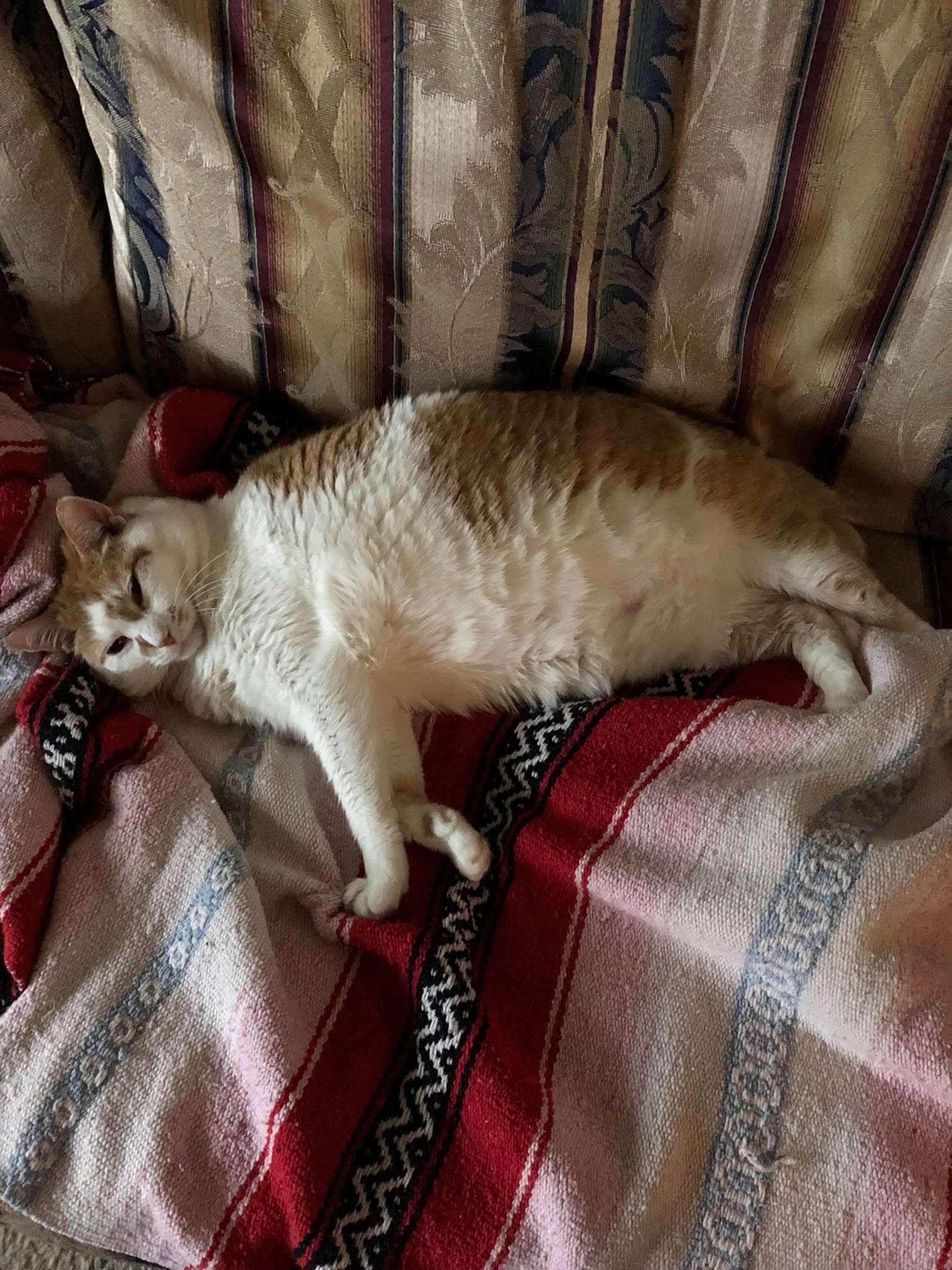 My chonky boi | Scrolller