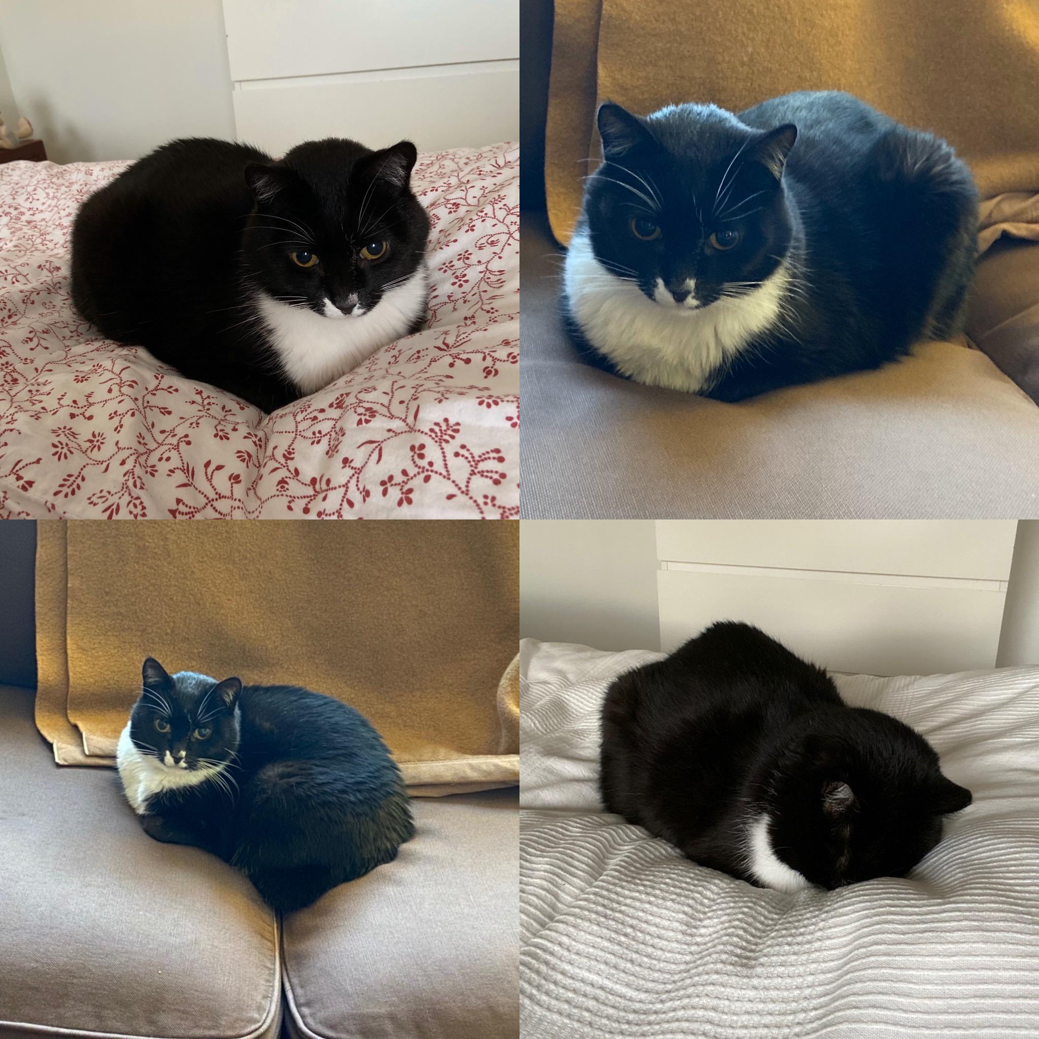 My chonky boy - the master loafer 🙌🏻 | Scrolller