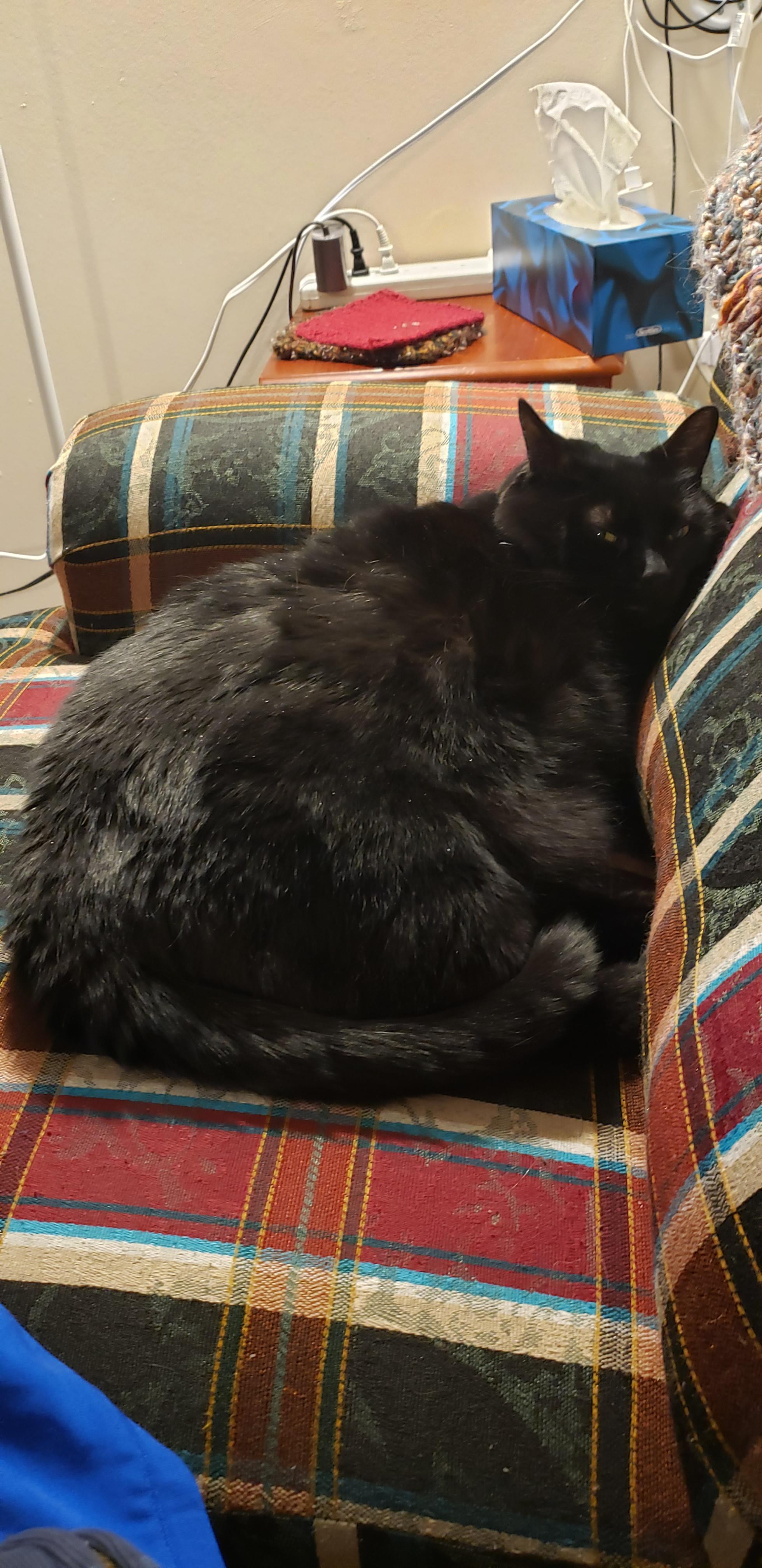 My chonky cat :D | Scrolller