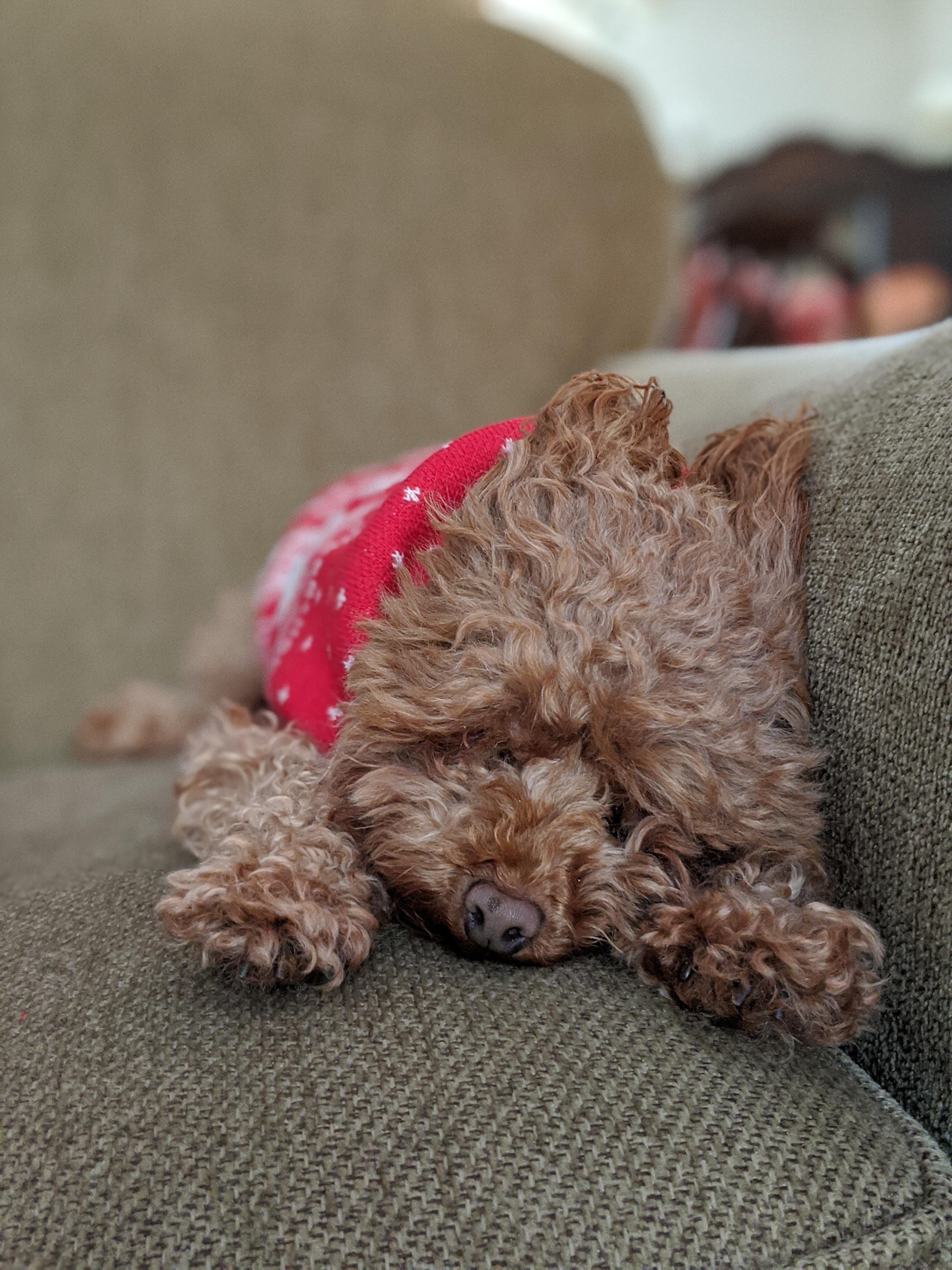 My Christmas pupper! Quietly say hello to Teddy! | Scrolller