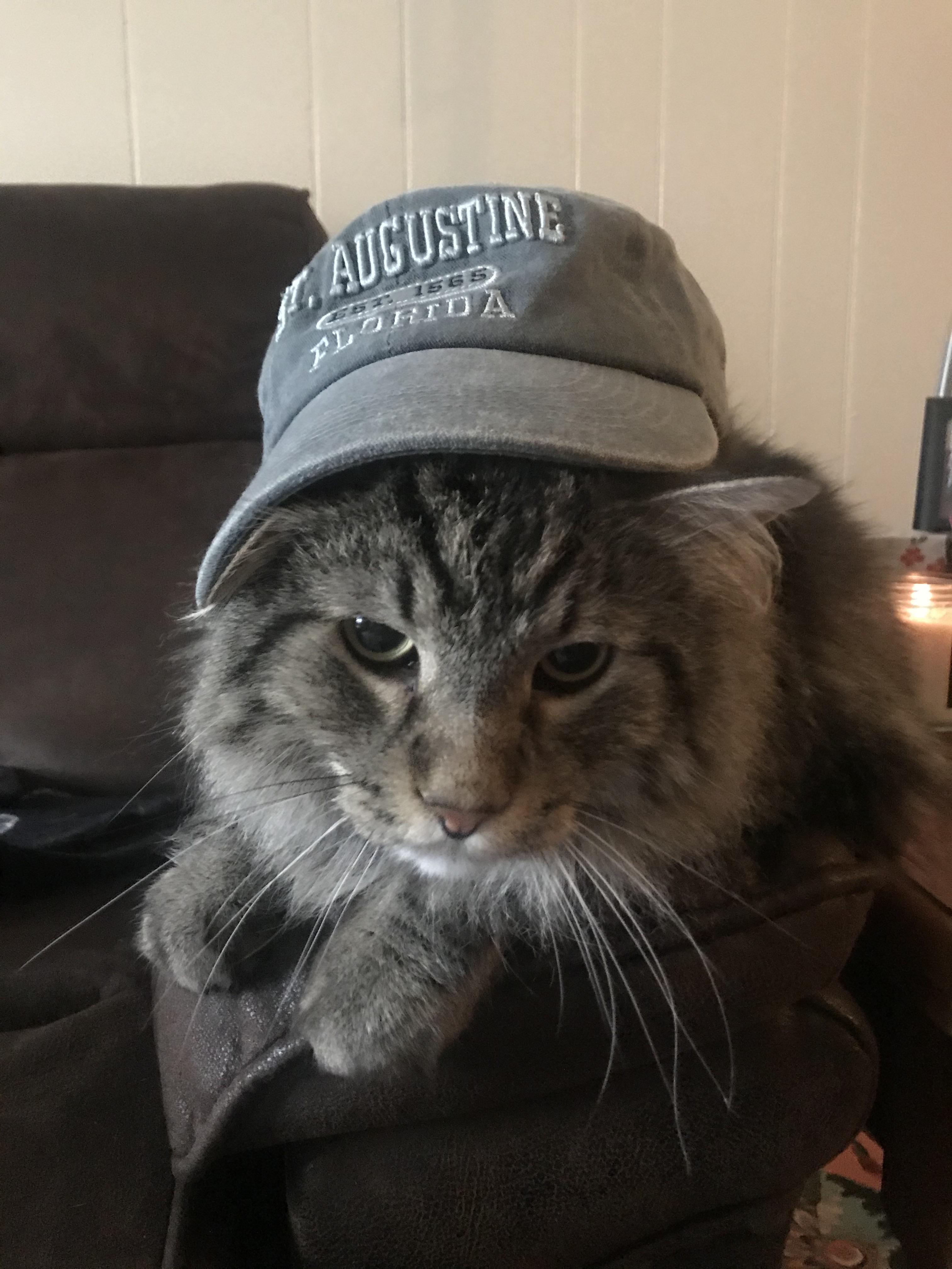 My chubby Cool Cat, Mason | Scrolller