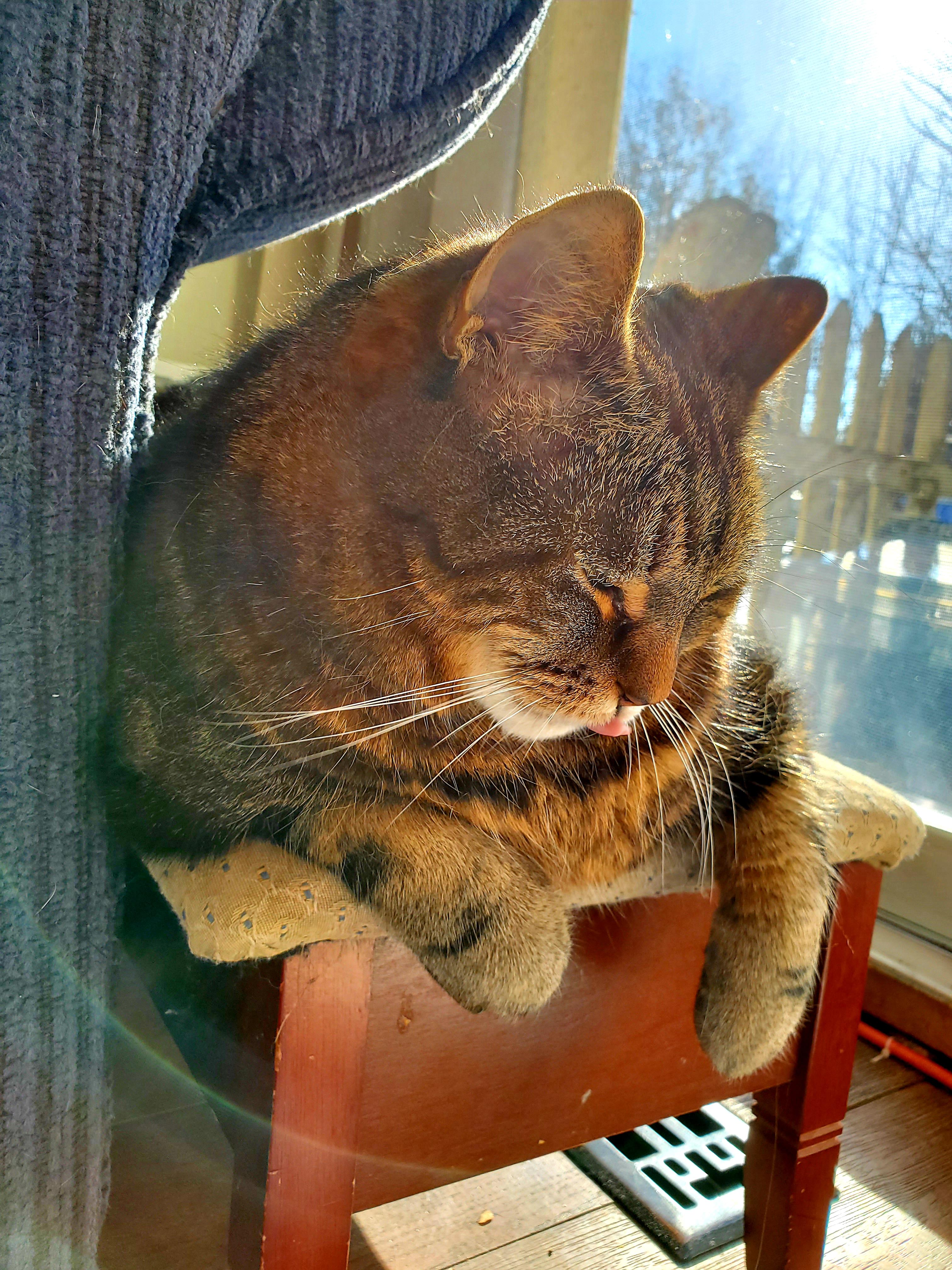 My chunky boi sunning himself | Scrolller