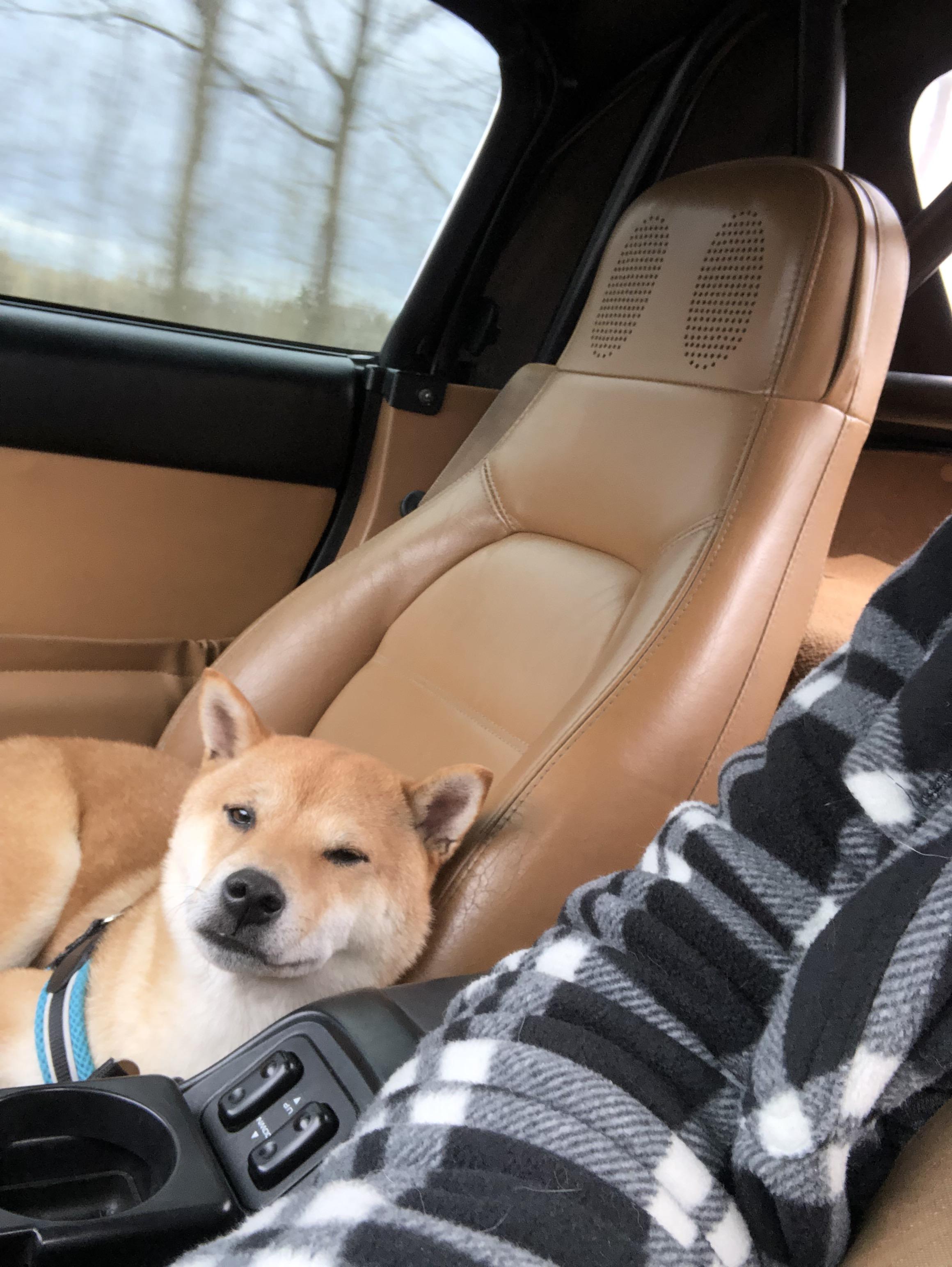 My co pilot | Scrolller