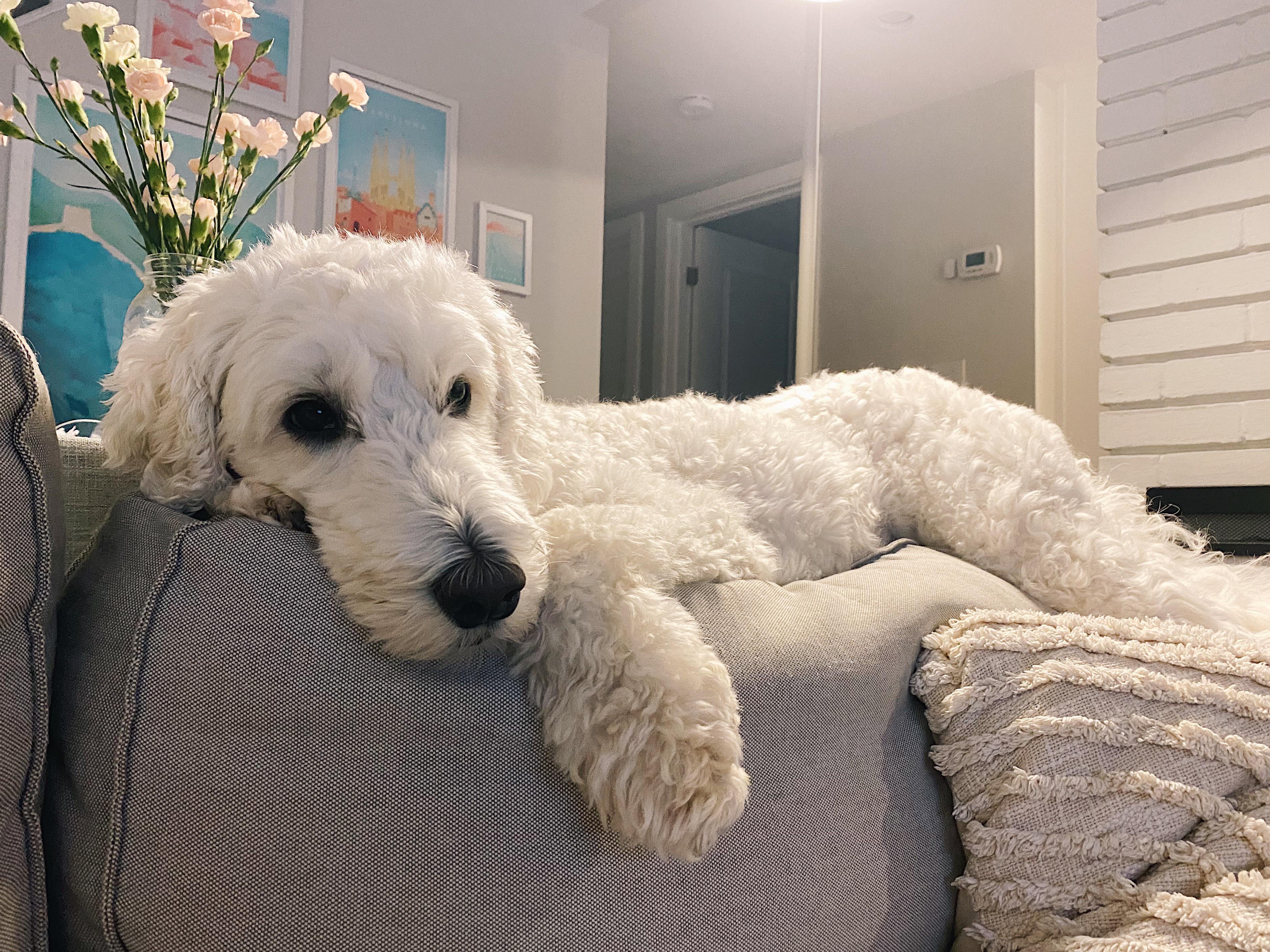 My couch grows dog | Scrolller