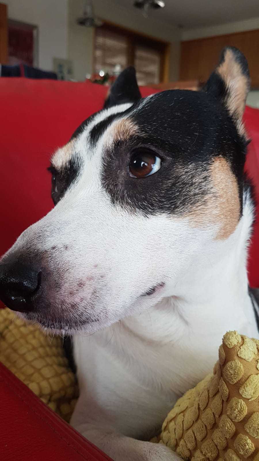 My cute dog | Scrolller