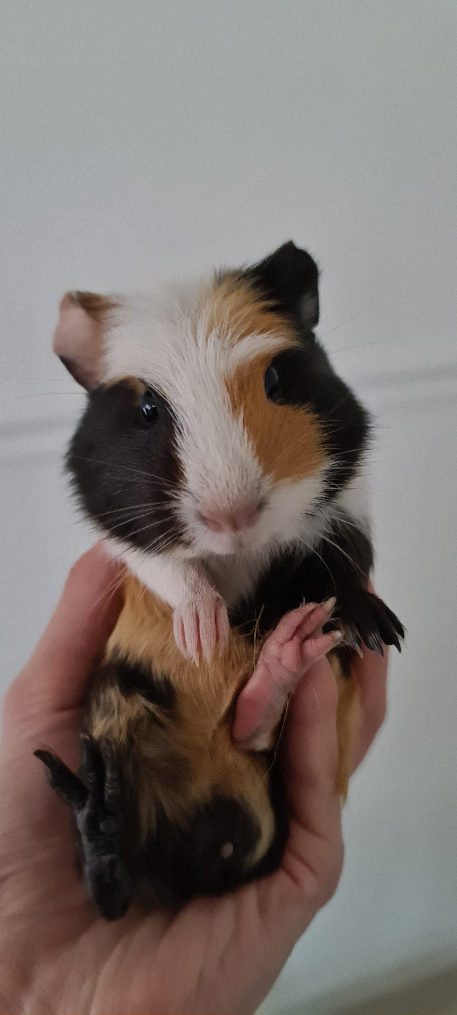 My cute Harvey | Scrolller