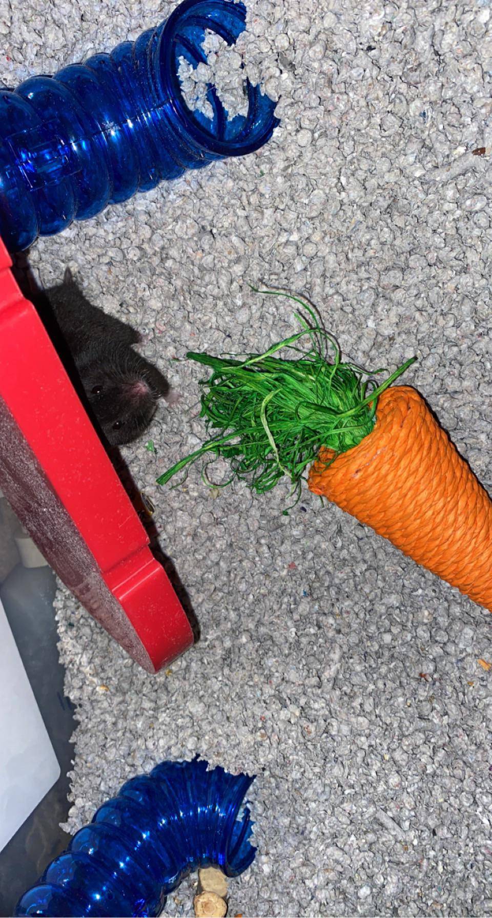 My cutie pie. I do need help taming him tho. Any tips? | Scrolller