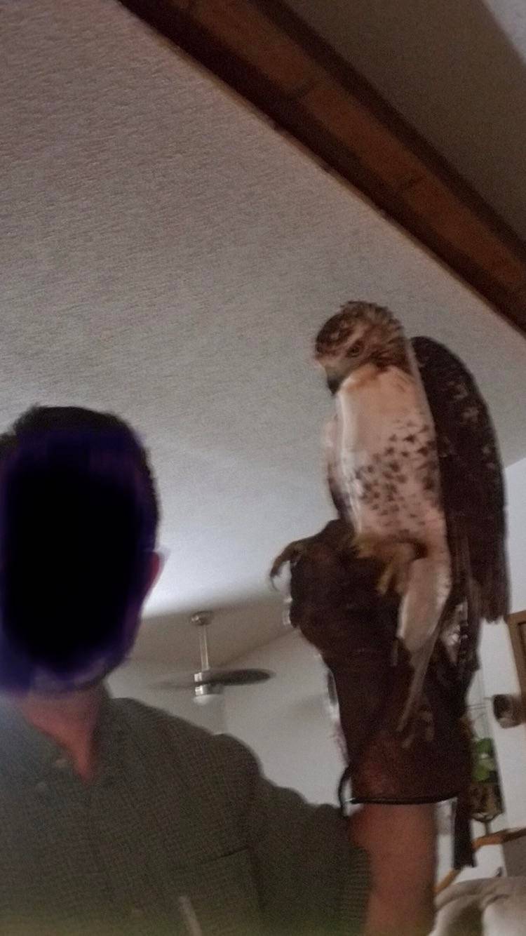 My dad just sent me this. His first Redtail (and hawk). | Scrolller