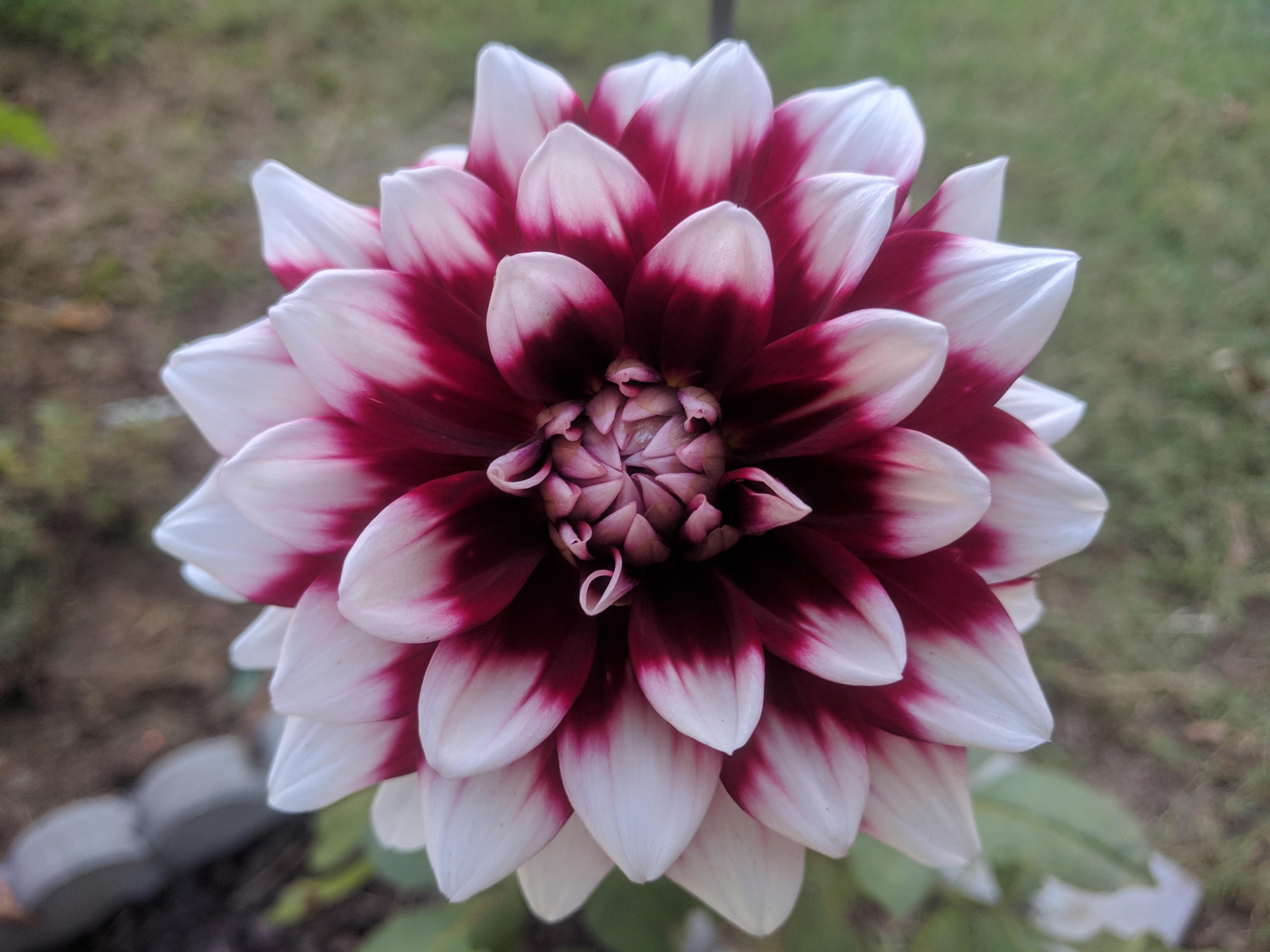 My Dahlia has some stunning blooms 😍 | Scrolller