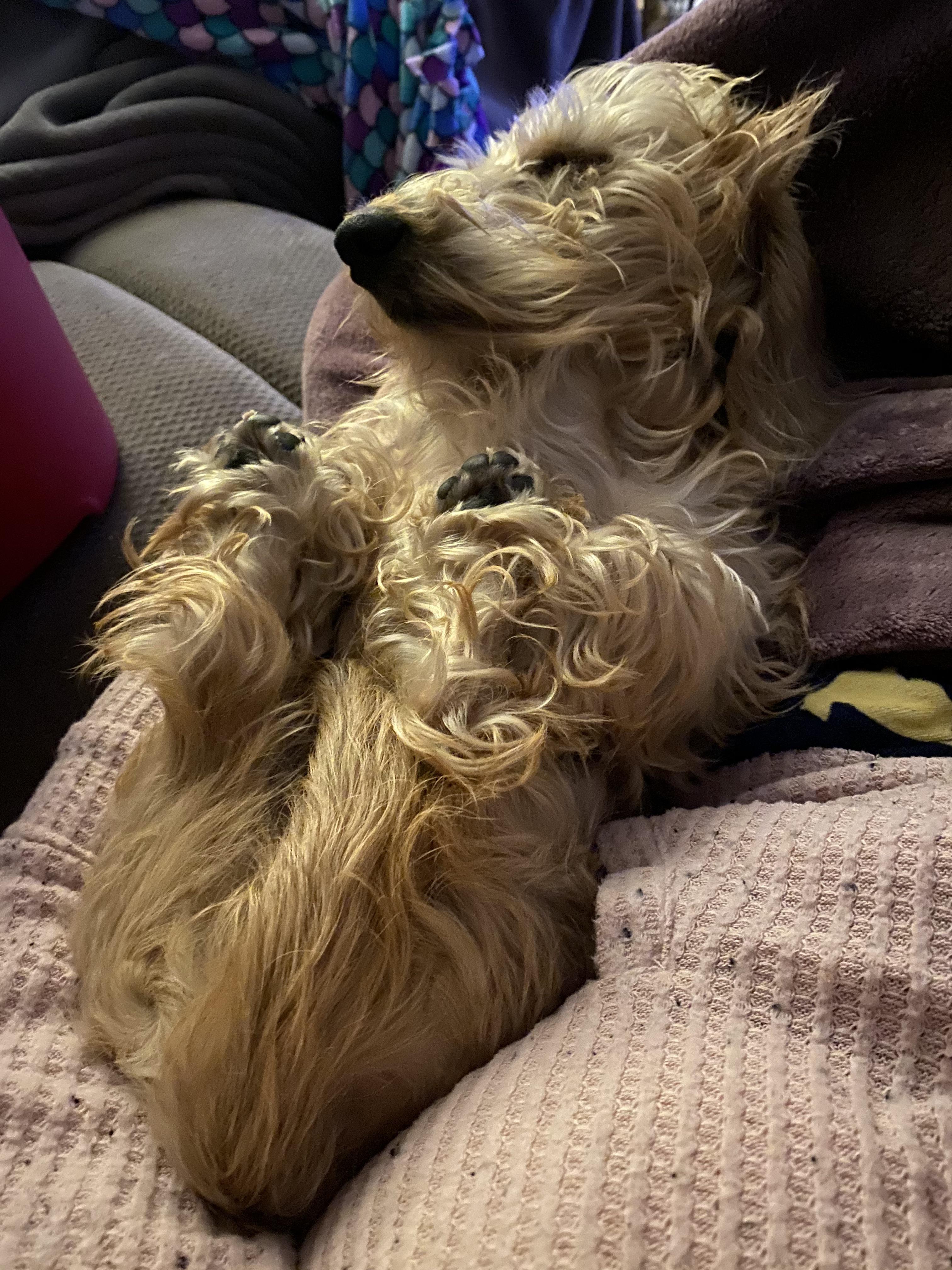 My derpy boi enjoys sleeping like an armadillo | Scrolller