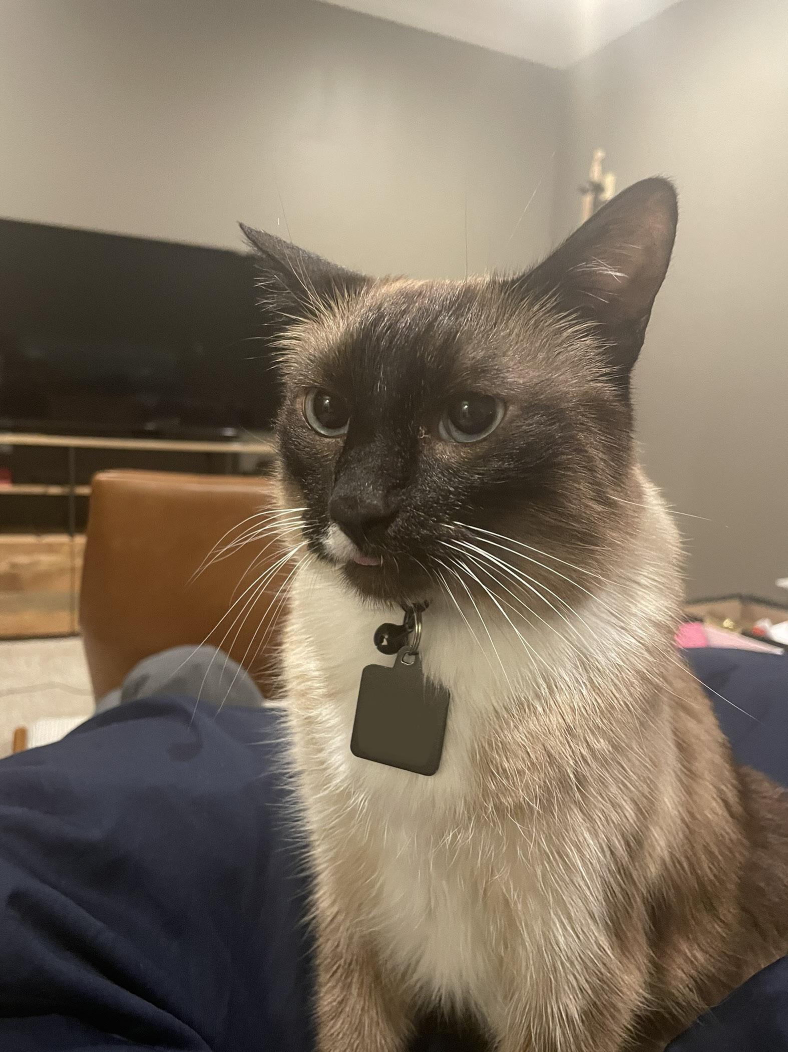 My derpy boy. 💛 | Scrolller