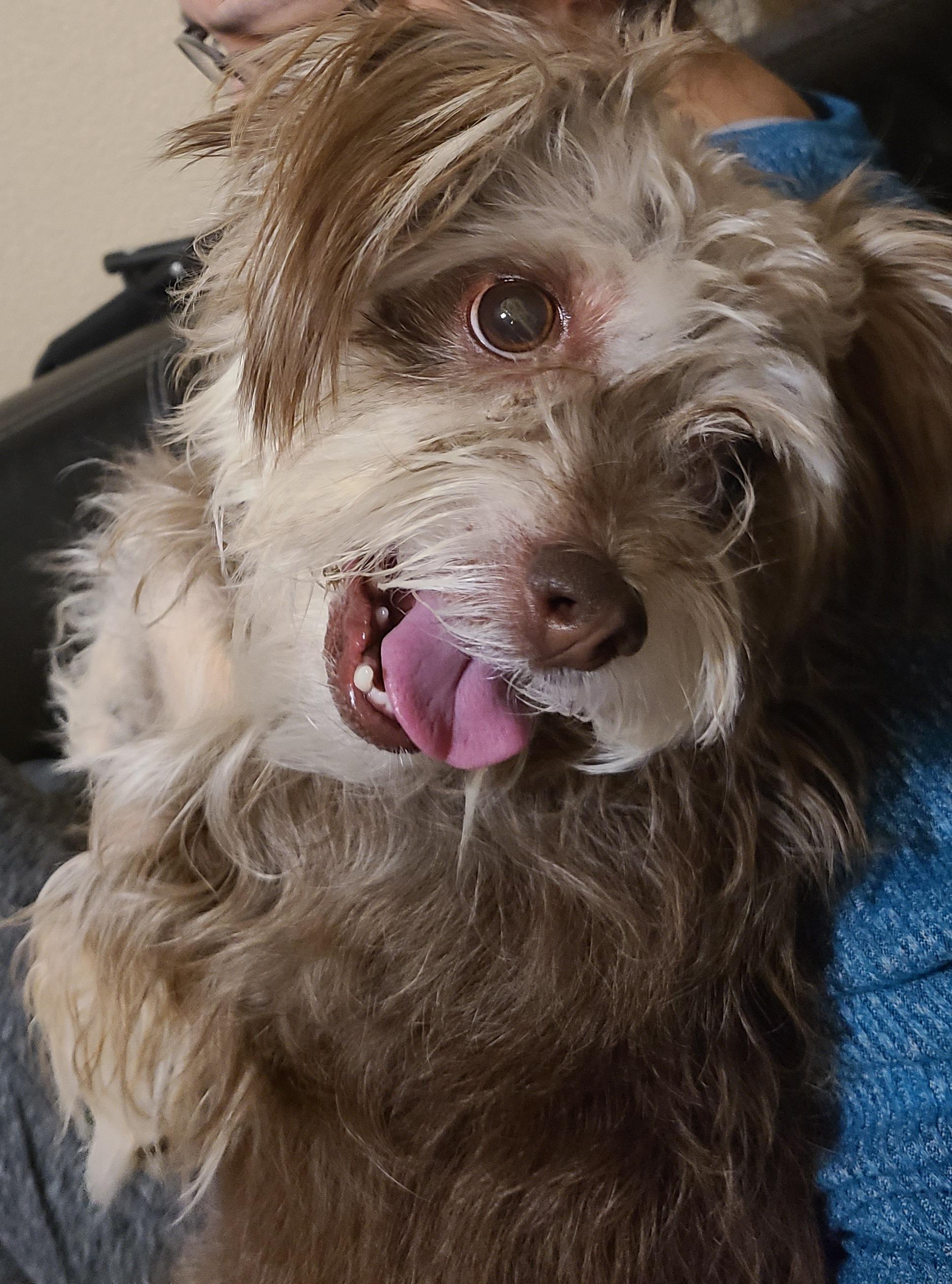 My Derpy Dog, Her name is Nugget. | Scrolller