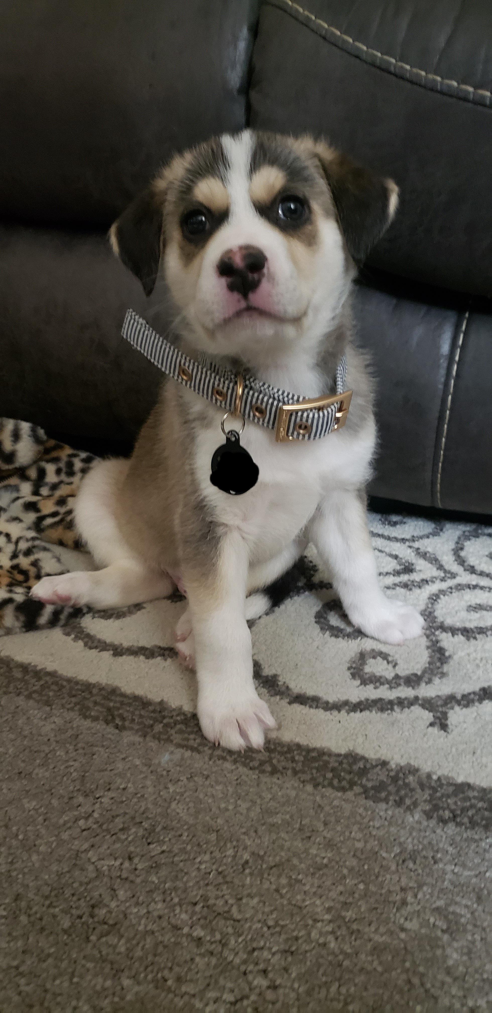 My derpy husky Hollow! | Scrolller