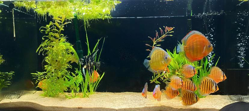 My discus tank | Scrolller