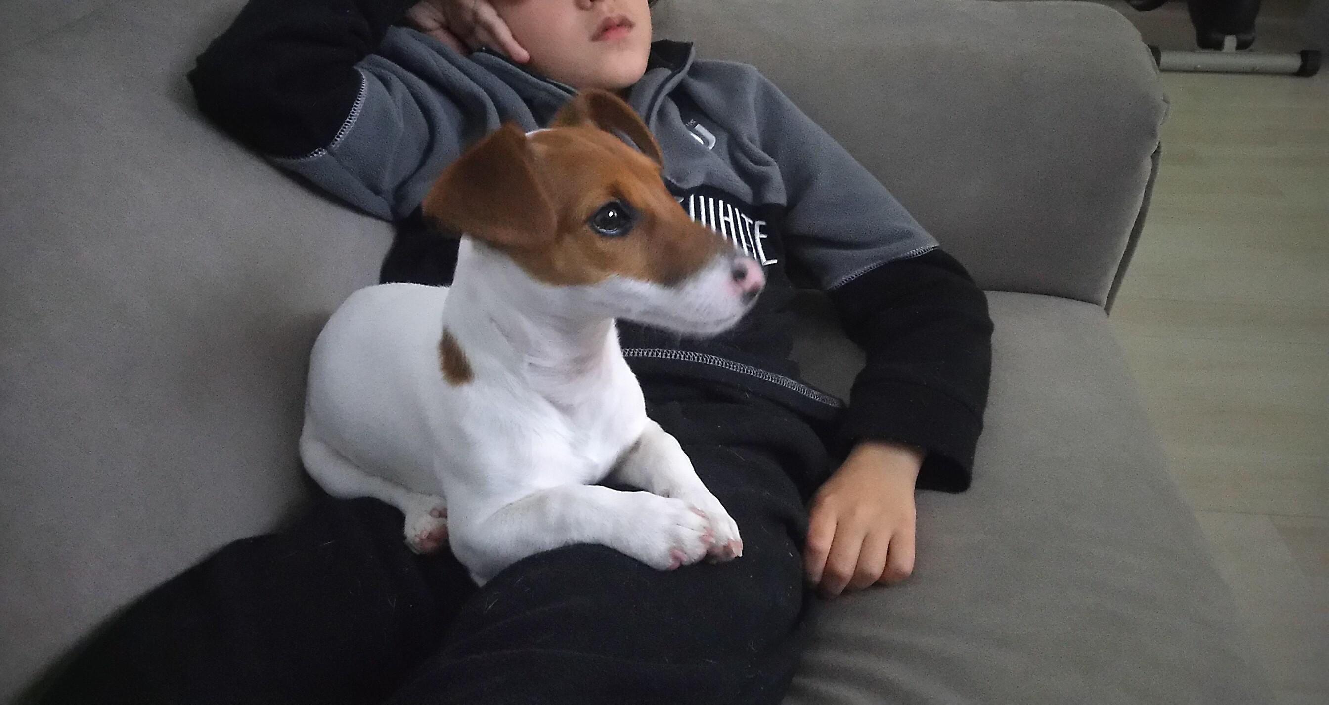 my dog chilling on the sofa with my brother, nothing else | Scrolller