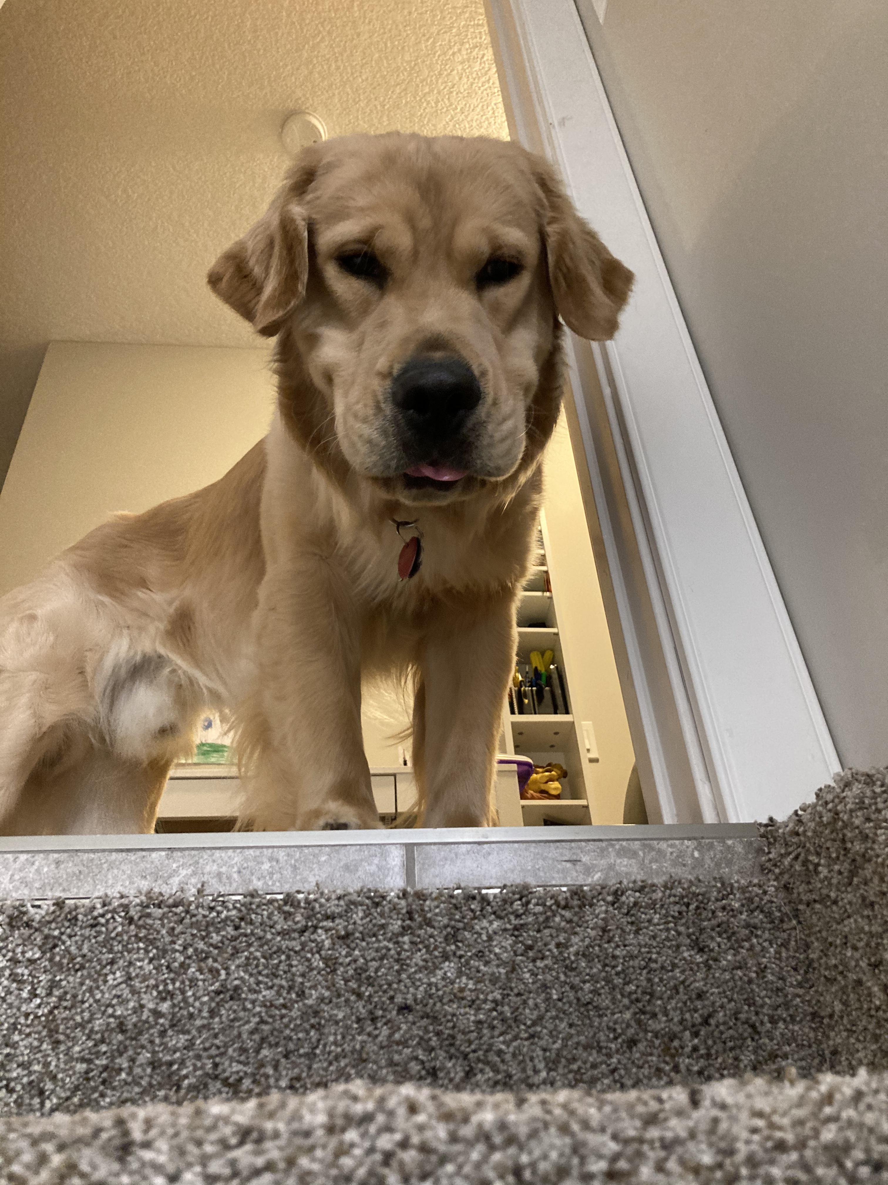 My dog Duke and his squishy face 💕 | Scrolller