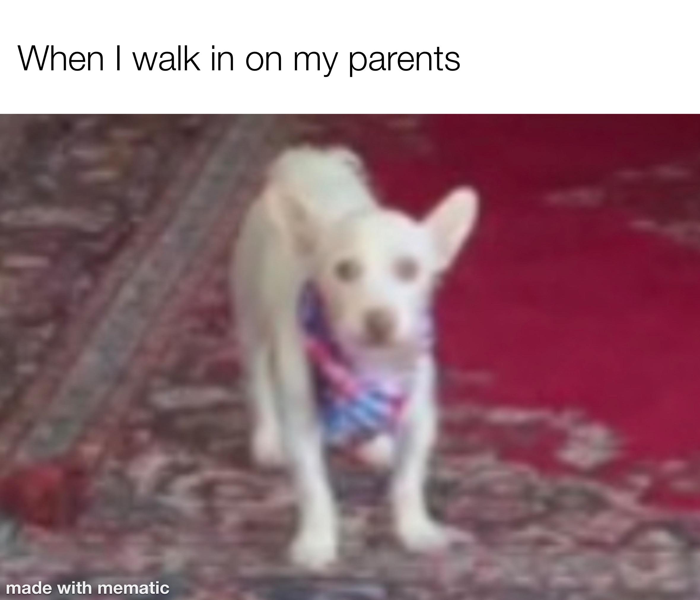 My dog is now memeable. | Scrolller