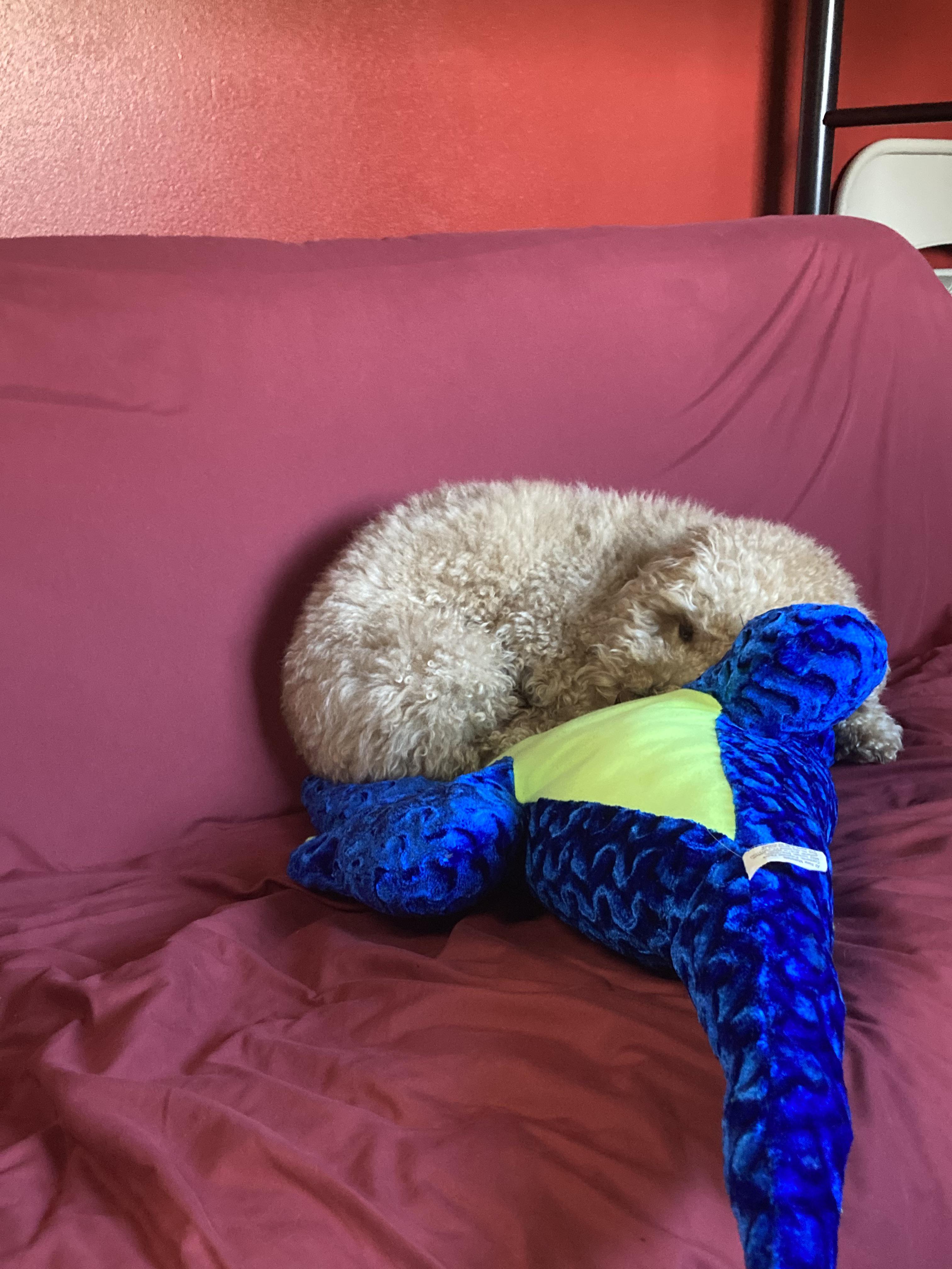 My dog loves stuffed animals | Scrolller