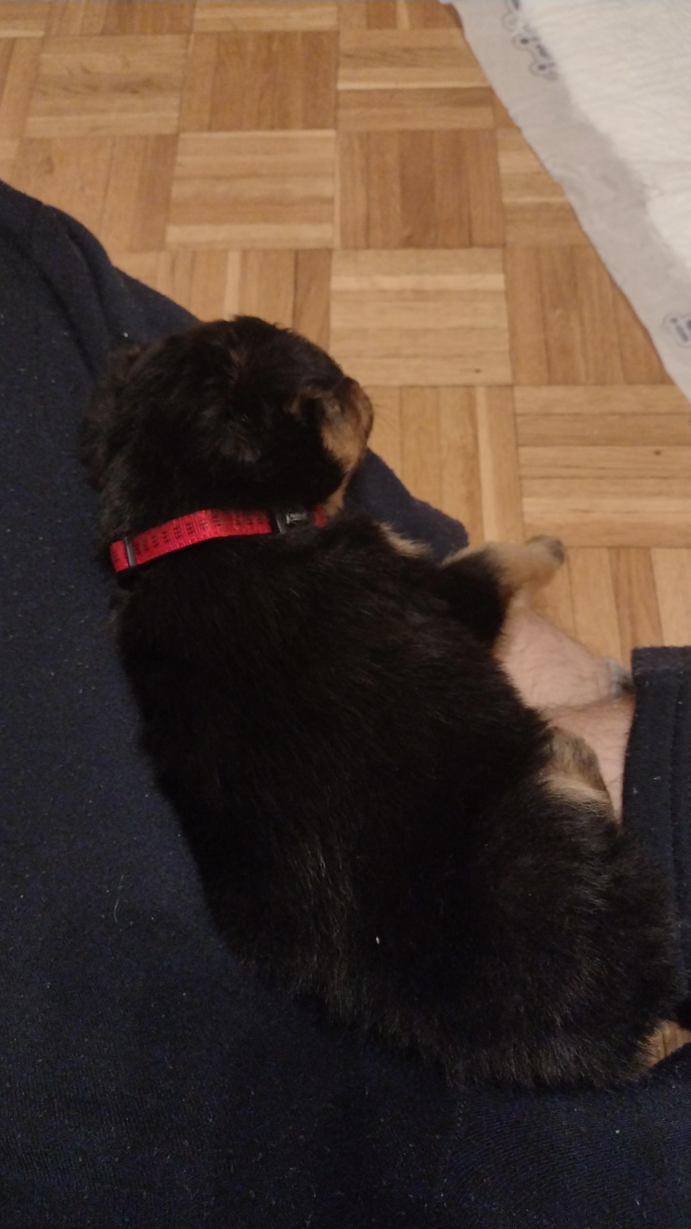 My doggo is sleeping on my lap
