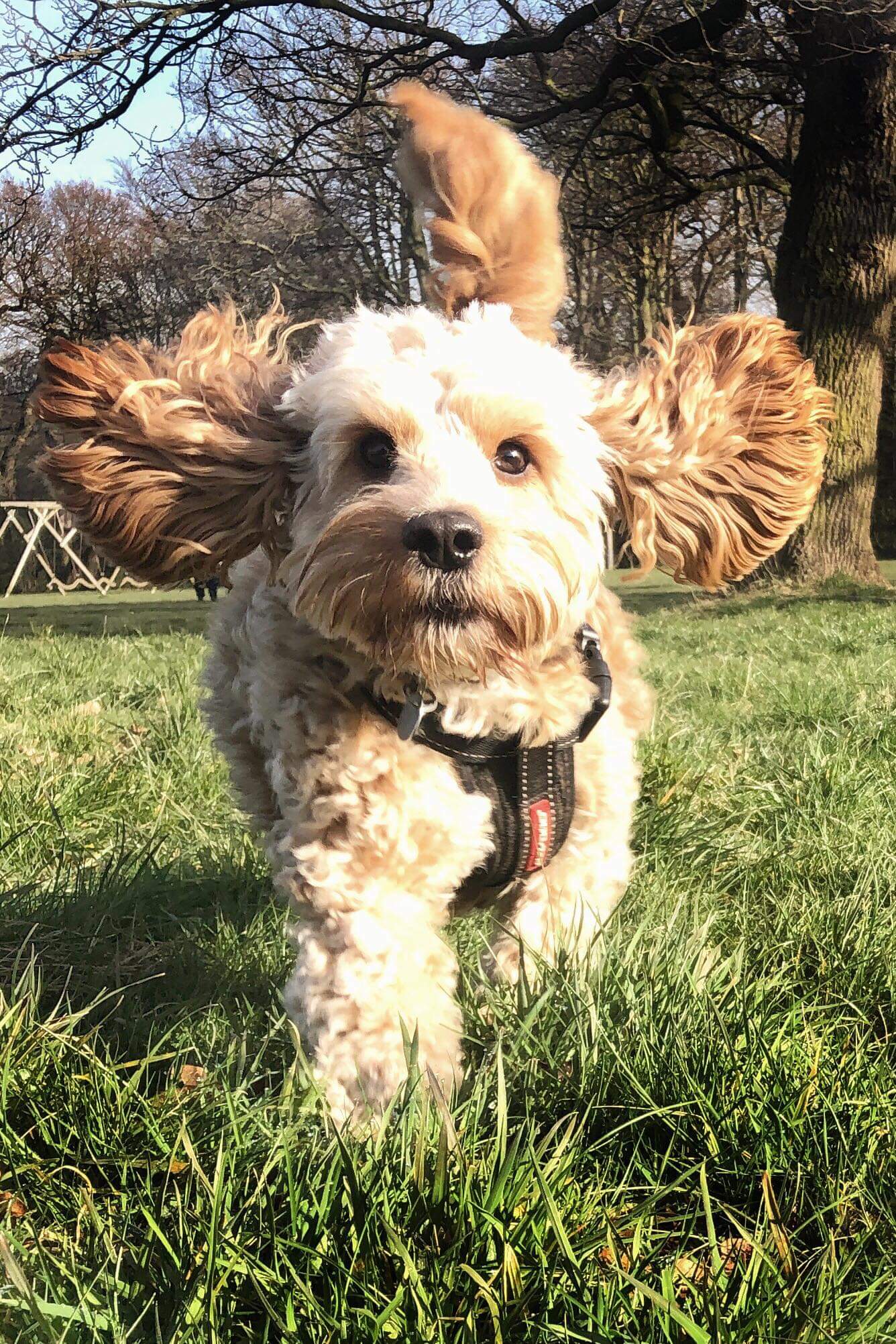 My doggo prepping for take off! | Scrolller