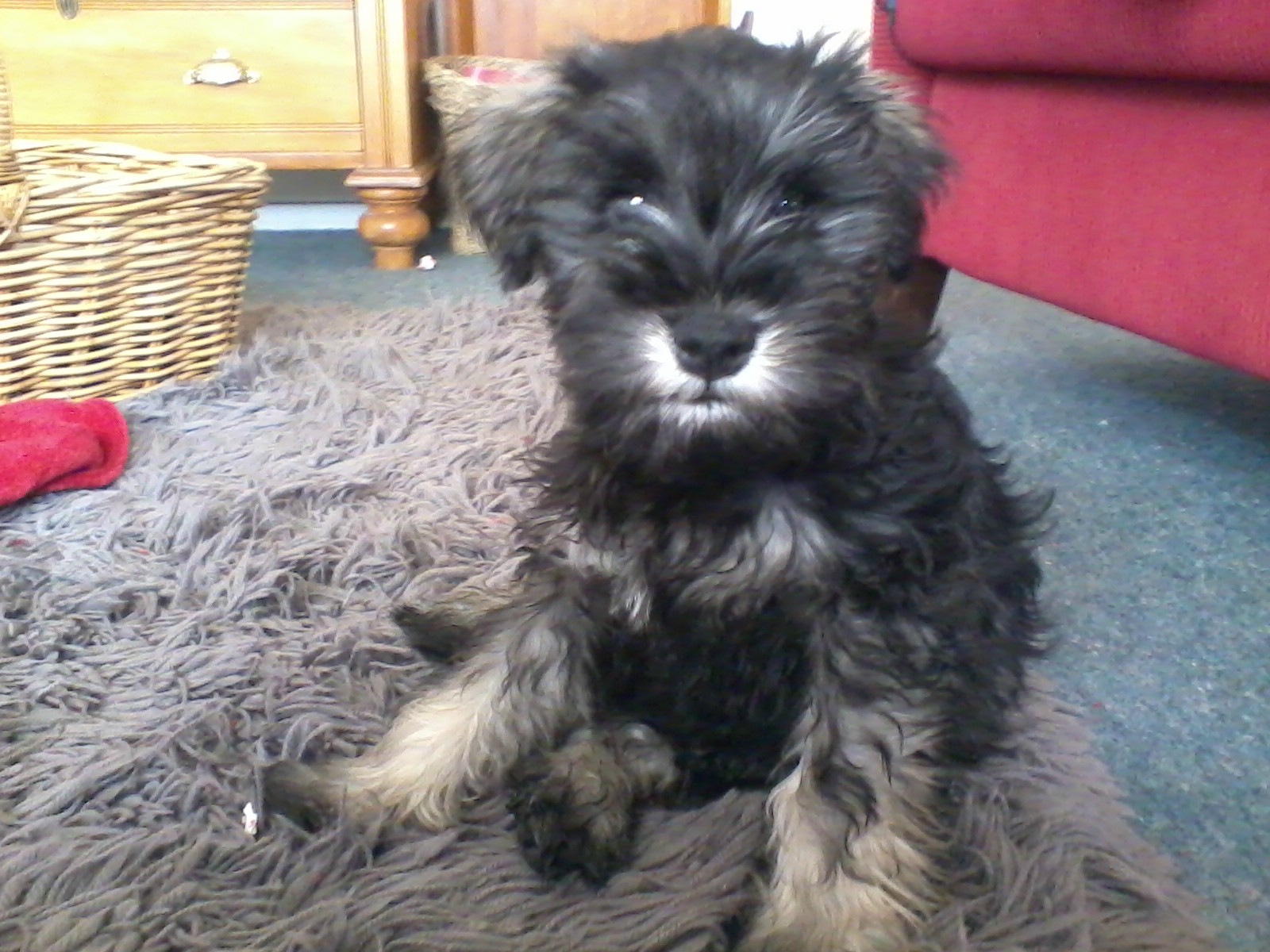 My doggy | Scrolller