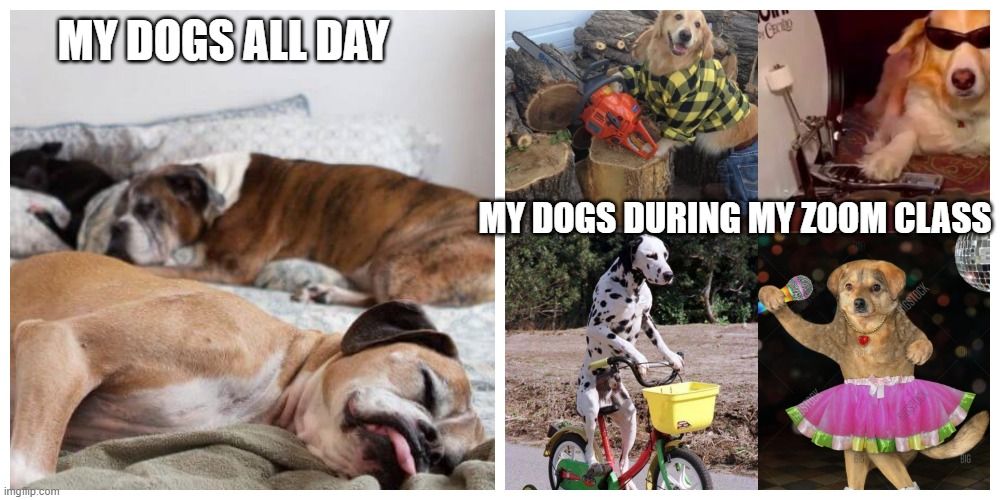 my dogs every single class | Scrolller