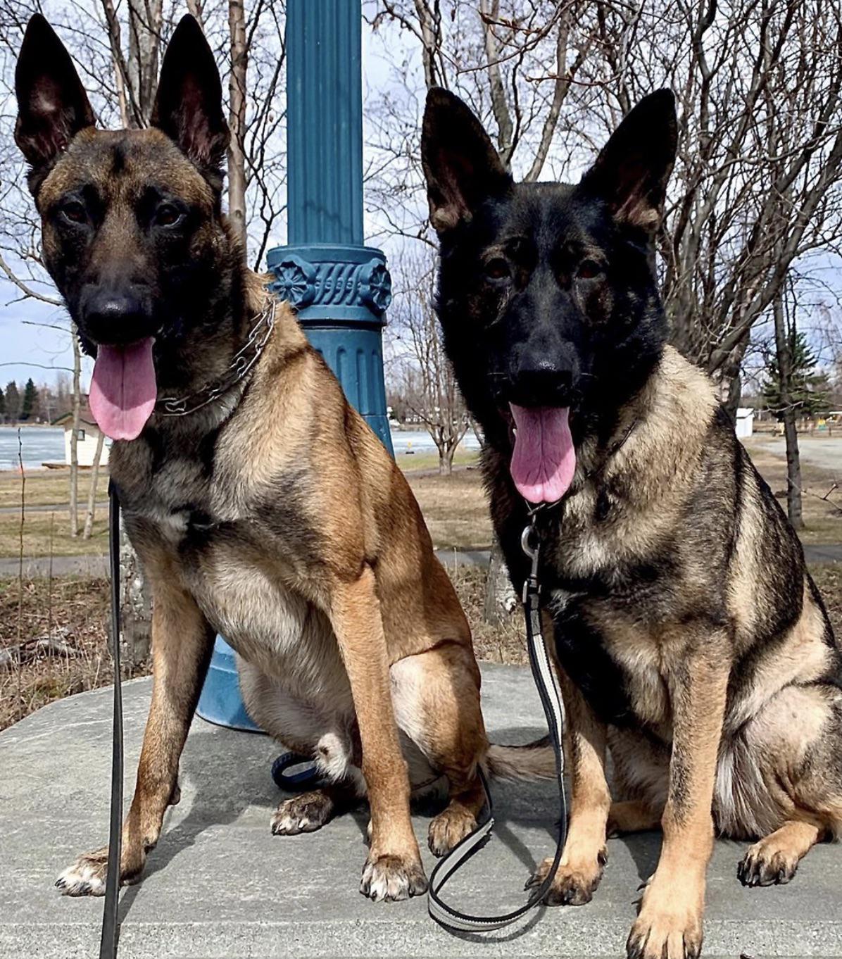 My #dogs! | Scrolller