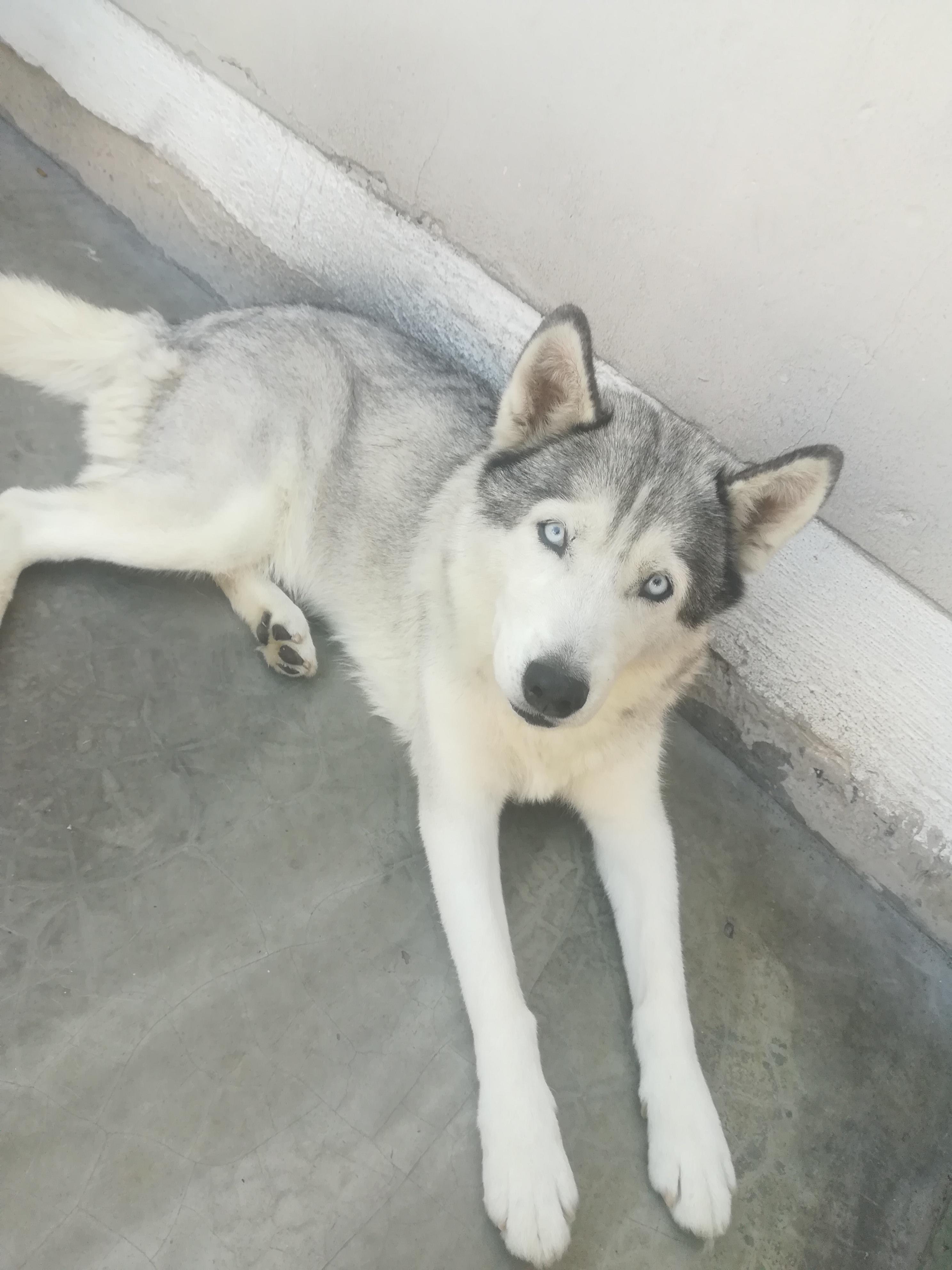 My domesticated wolf | Scrolller