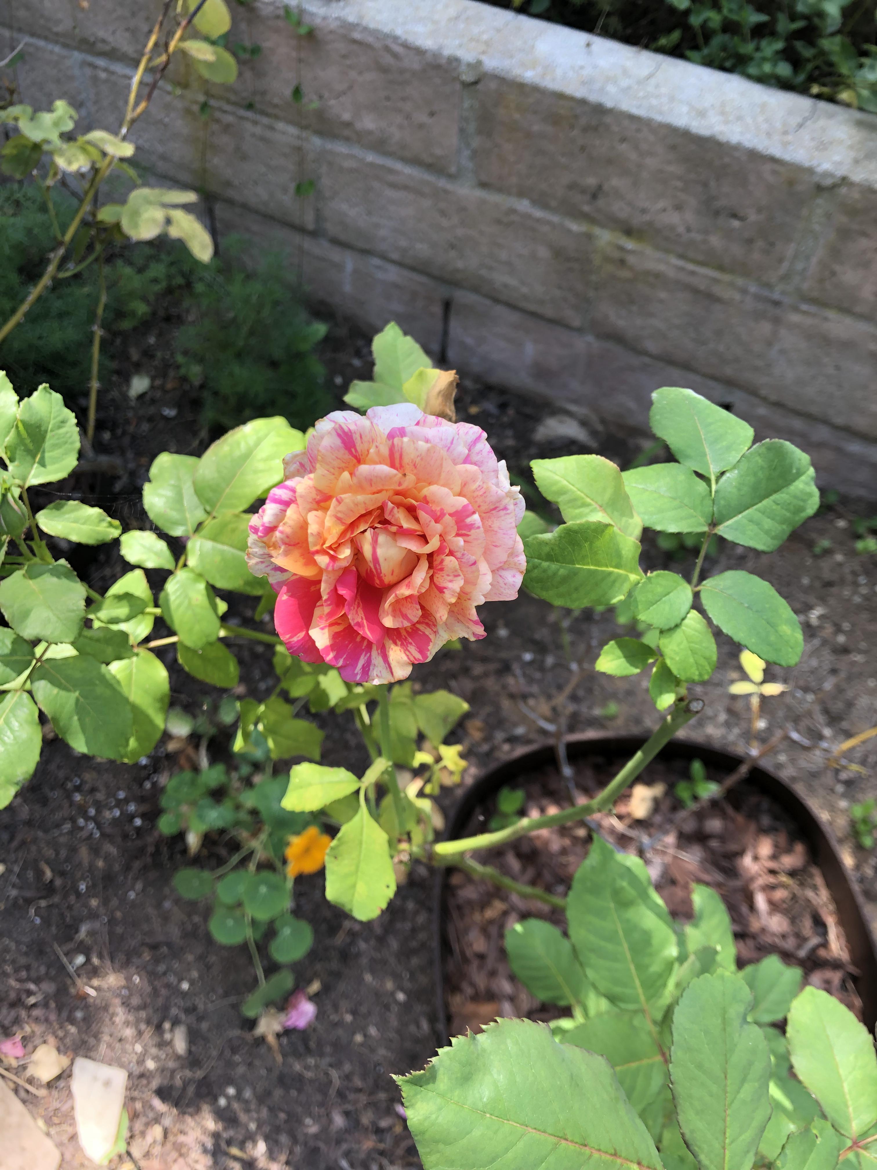 My double delight opened up! | Scrolller