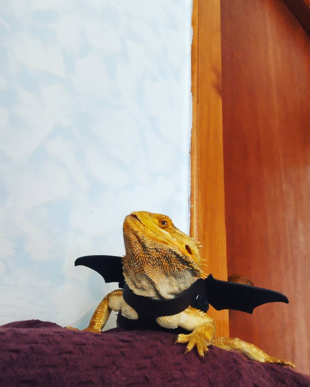 my dragon | Scrolller