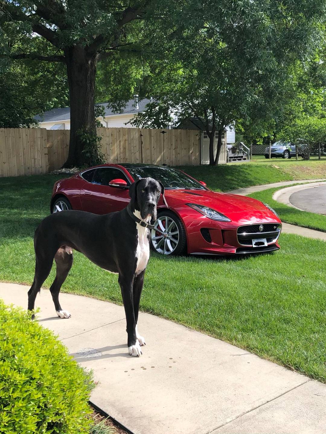 My F-type and big Great Dane | Scrolller