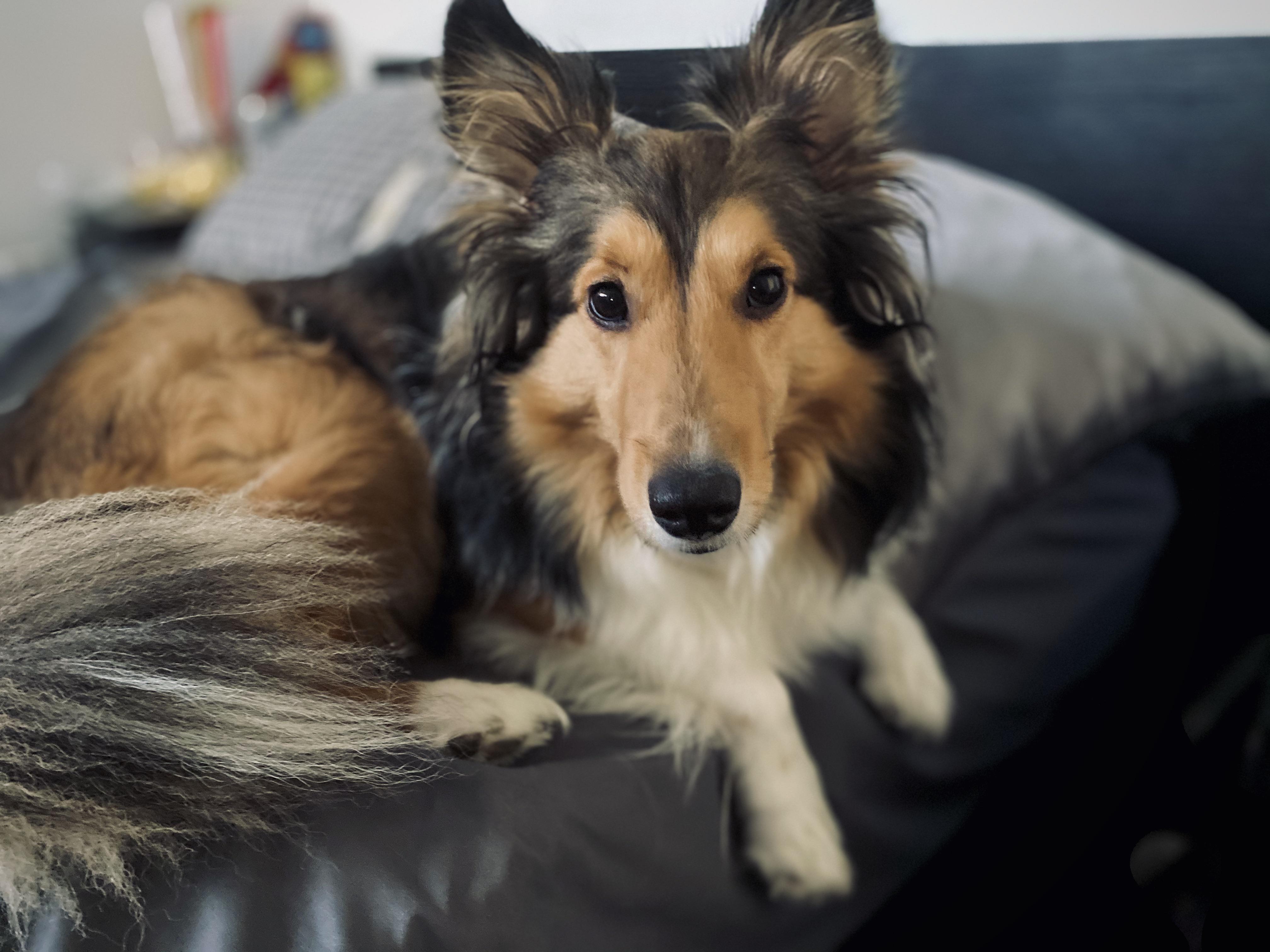 My favorite co worker since working from home | Scrolller