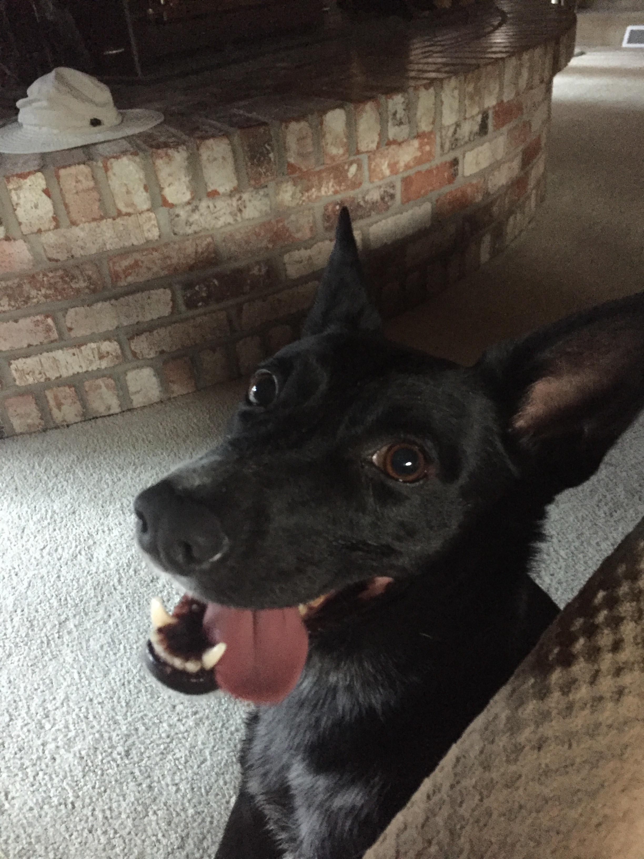 My favorite kelpie Eli | Scrolller